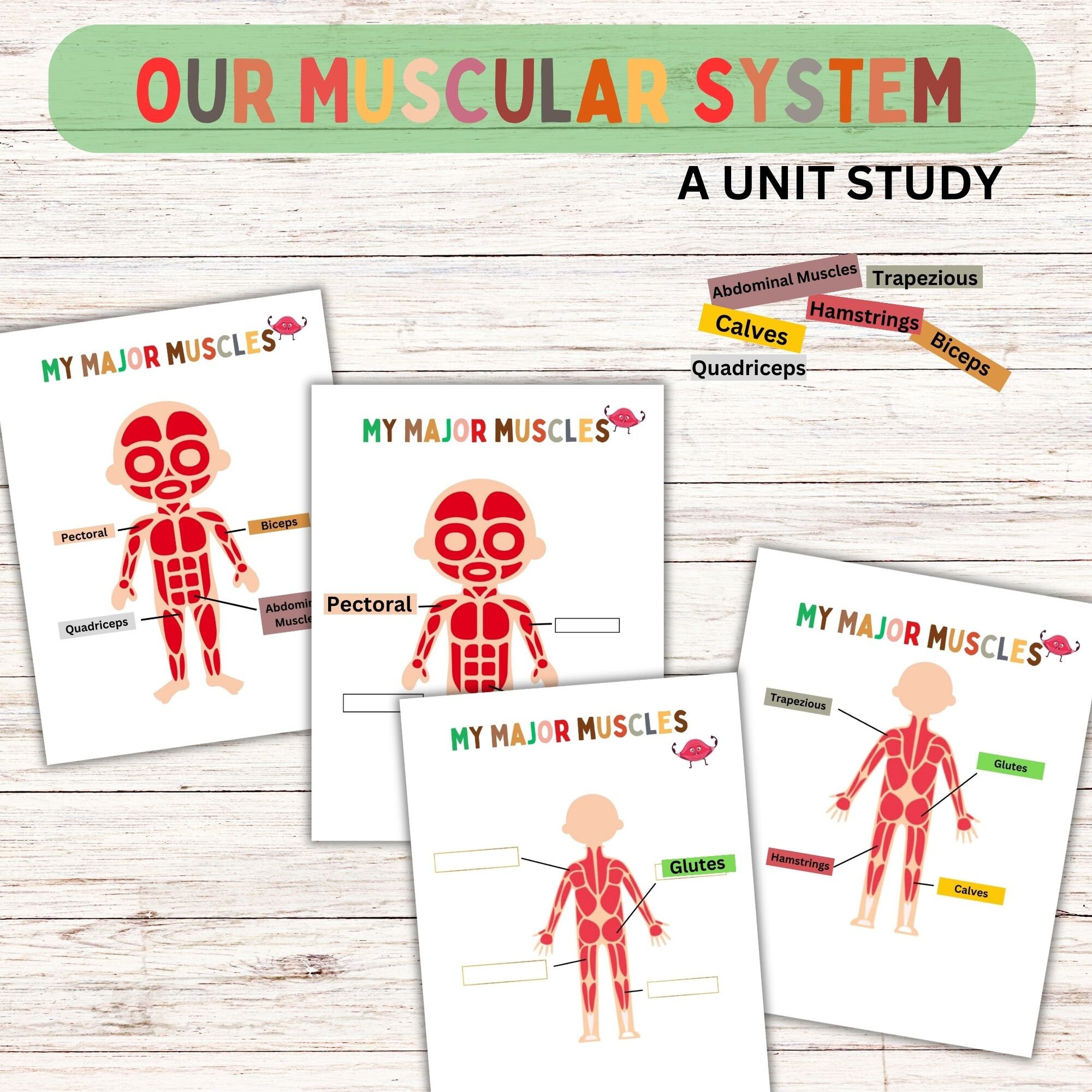 Muscular System Learning Bundle Human Anatomy Activity About Me Toddler ...