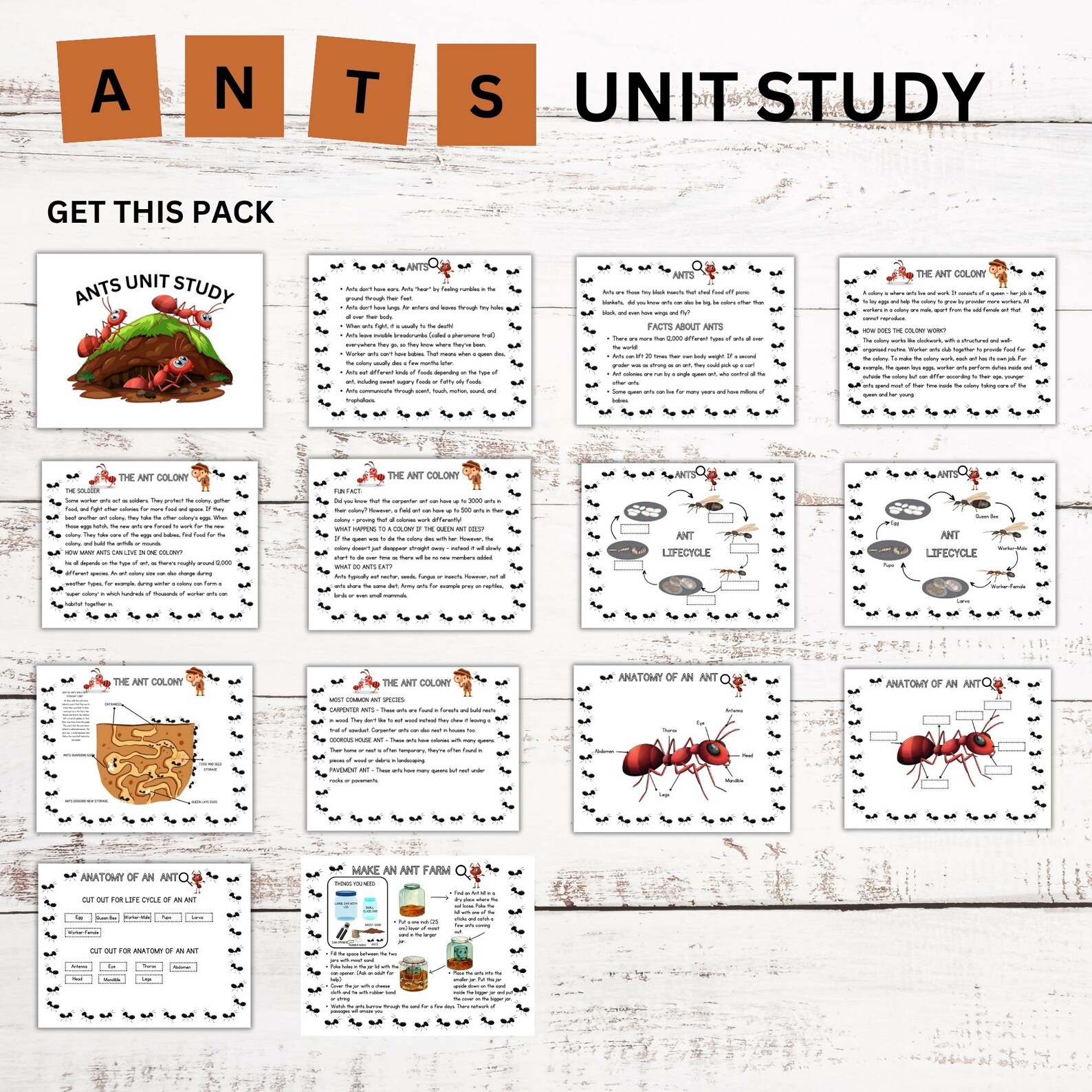 Ant Nature Study Bundle Charlotte Mason Ant Colony Learning Materials ...