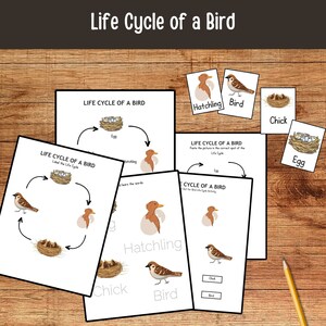 Printable Backyard Birds Unit Study Bird Watching Journal Kids ...