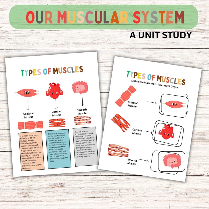Muscular System Learning Bundle Human Anatomy Activity About Me Toddler ...