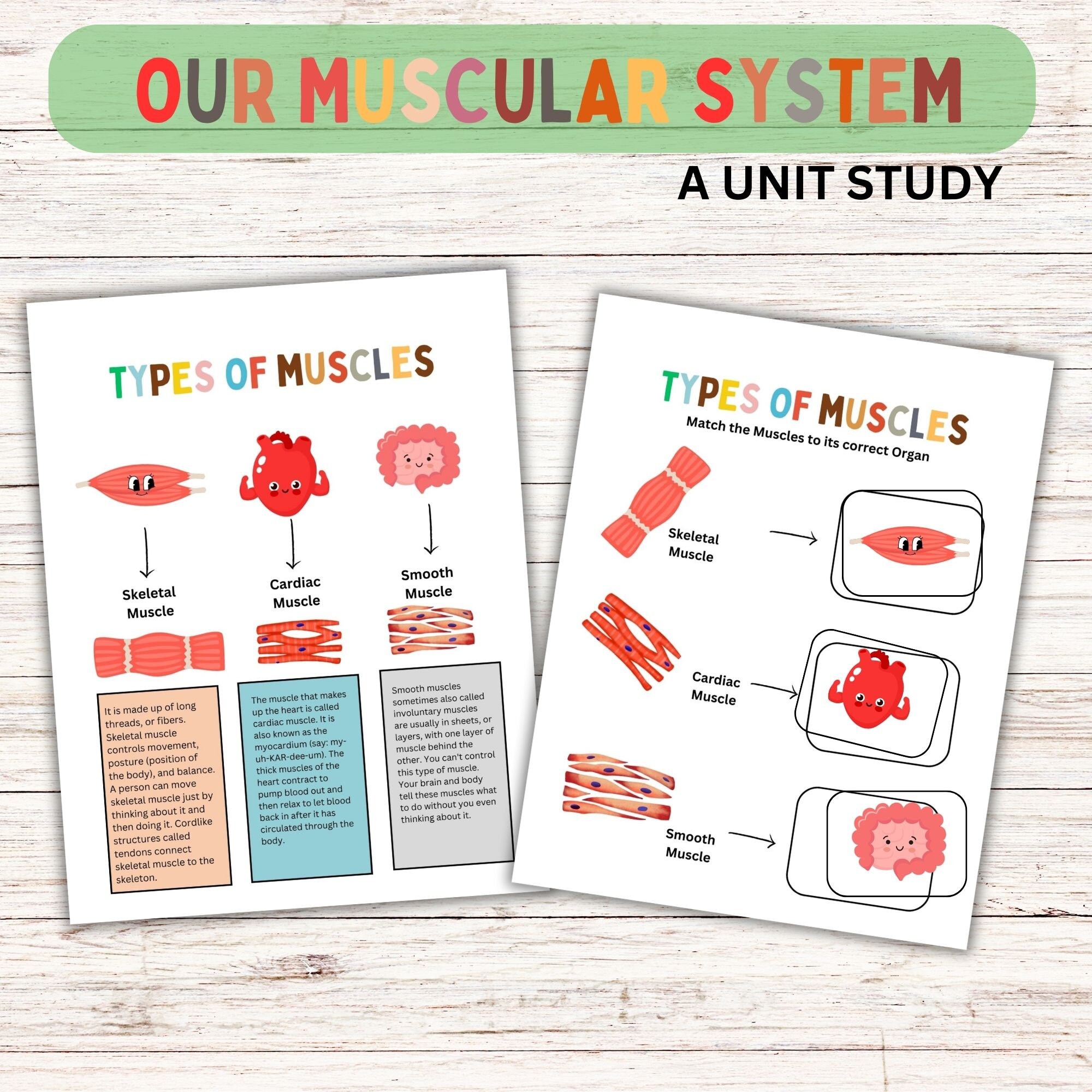 Muscular System Learning Bundle Human Anatomy Activity About Me Toddler ...
