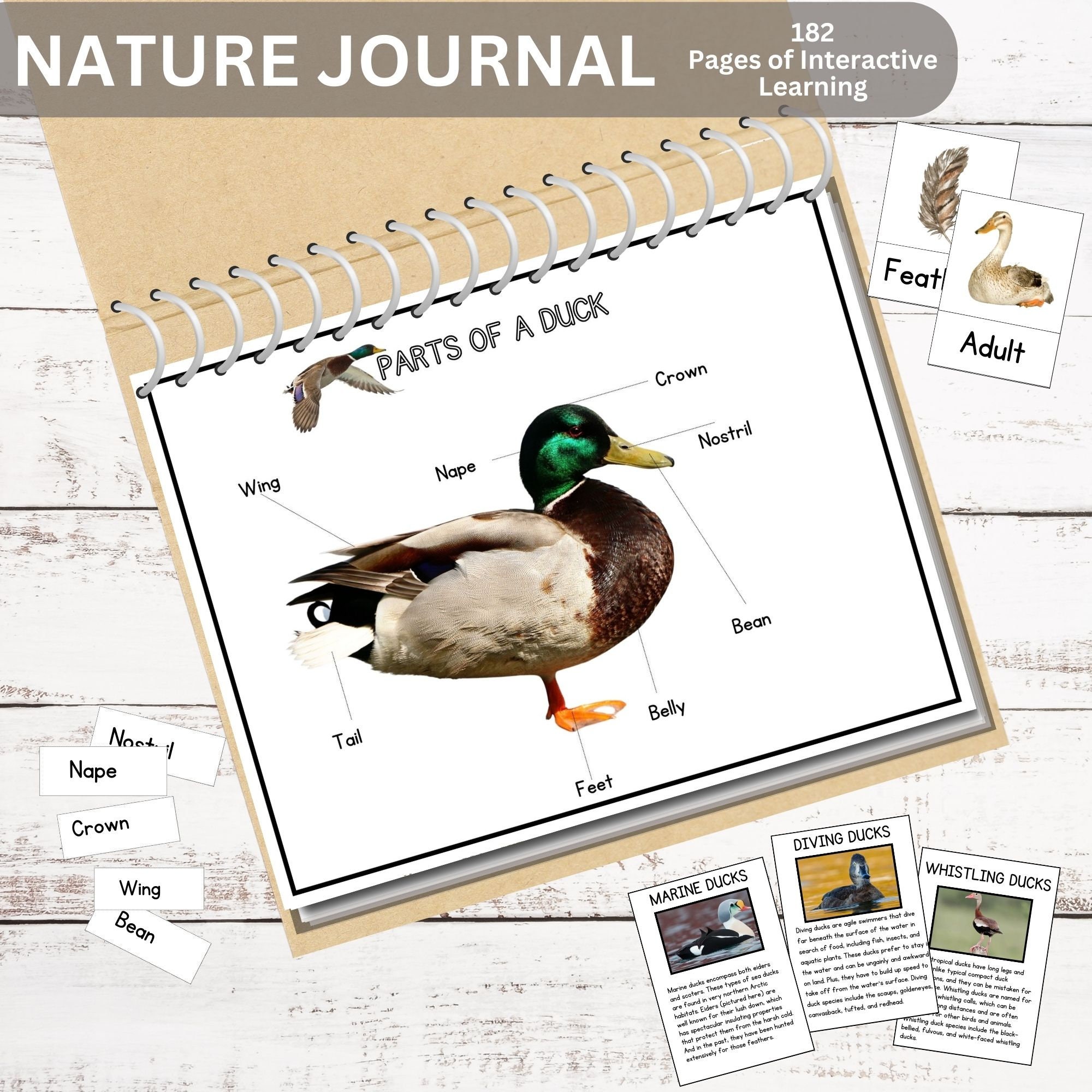 Nature Journal Mega Bundle Homeschool Learning Materials Charlotte ...