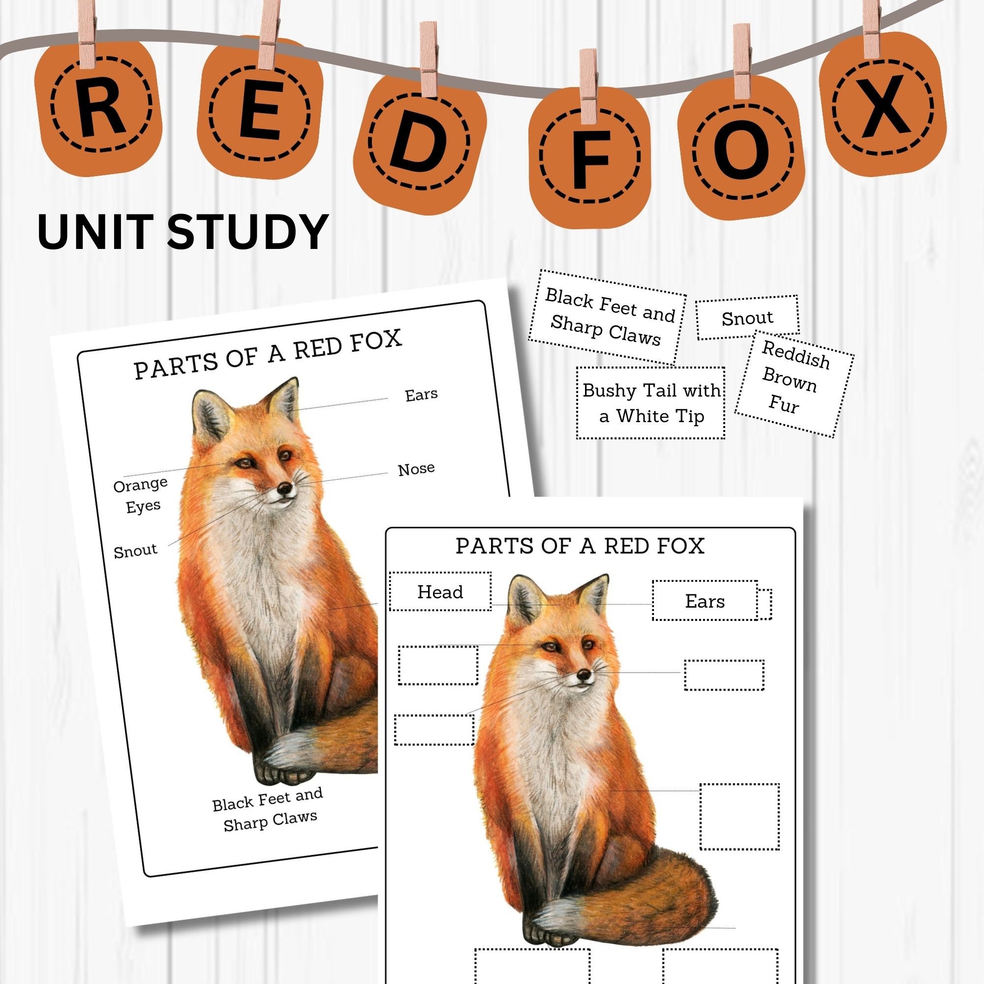 Red Fox Unit Study Homeschool Fall Activities Red Fox Anatomy & Life ...