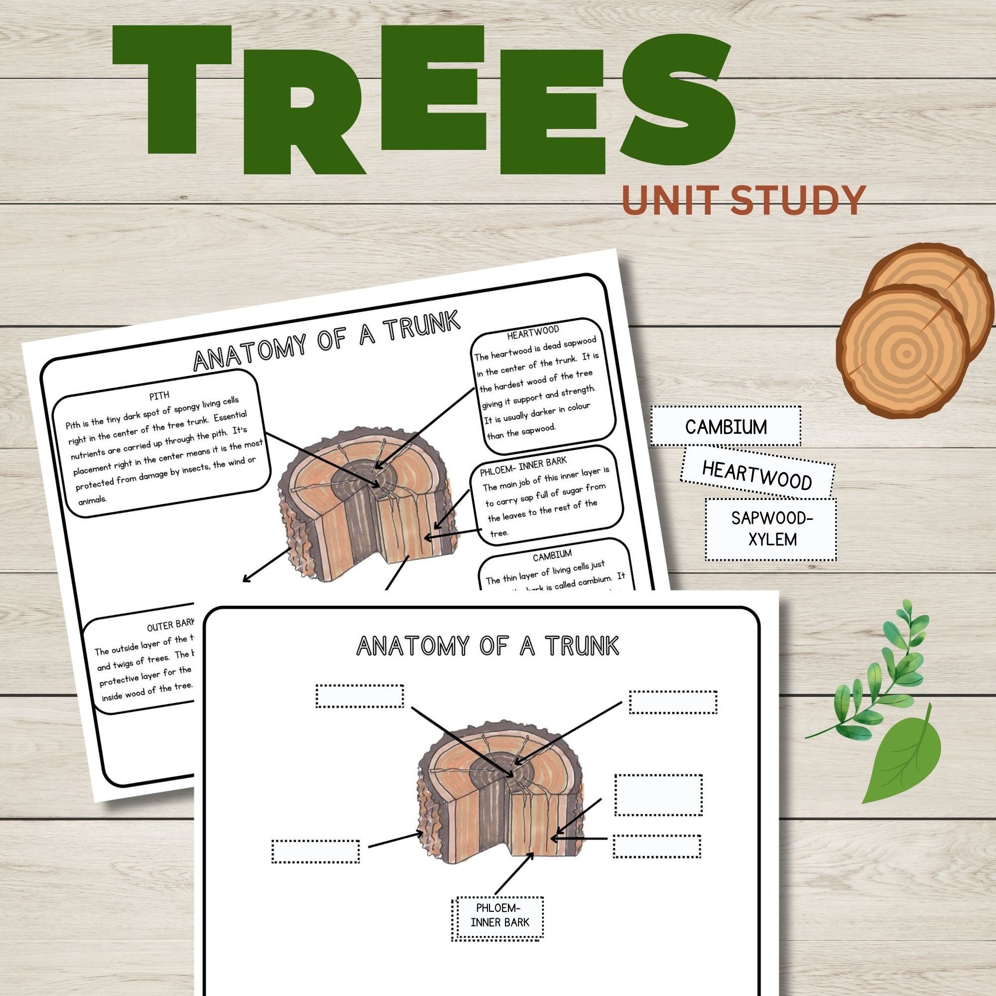Tree Unit Study Bundle Charlotte Mason Nature Study Anatomy of a Trunk ...