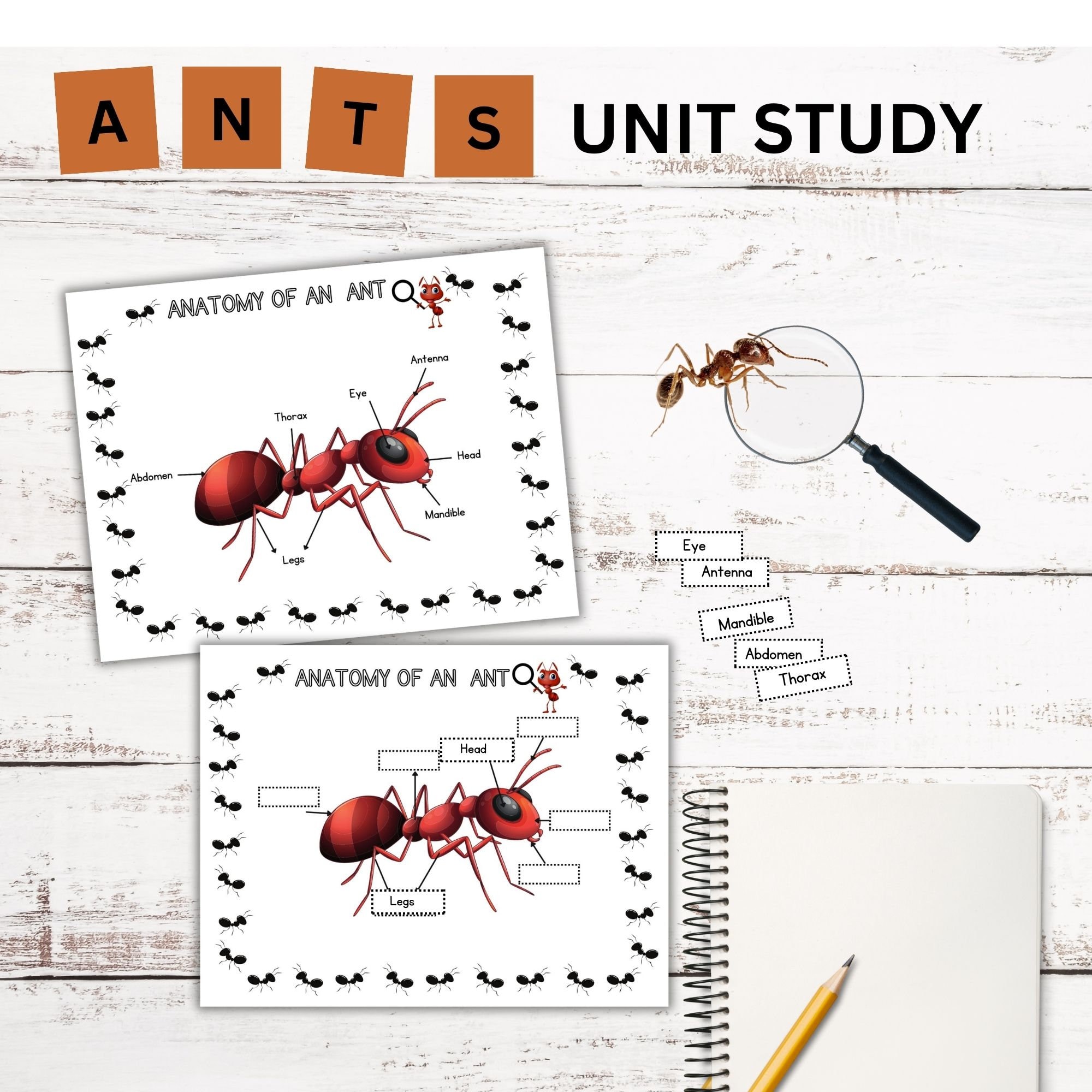 Ant Nature Study Bundle Charlotte Mason Ant Colony Learning Materials ...