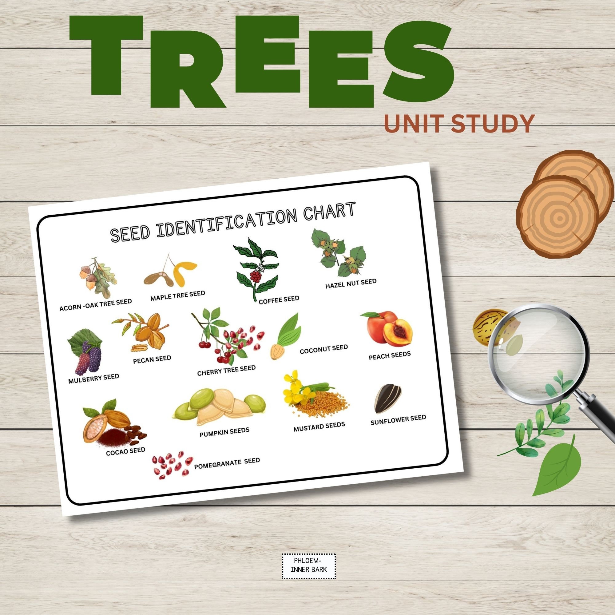Tree Unit Study Bundle Charlotte Mason Nature Study Anatomy of a Trunk ...