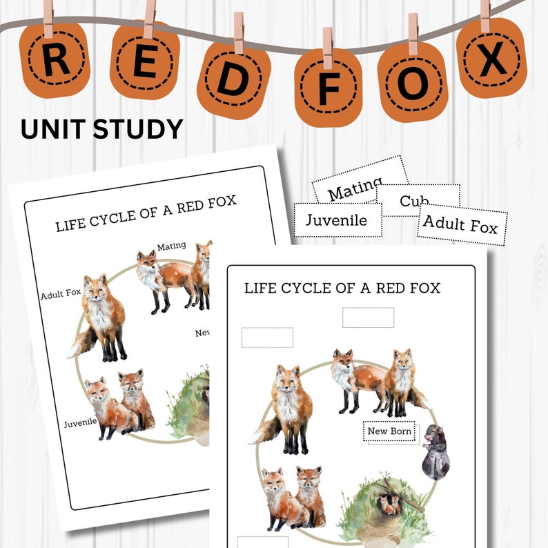 Red Fox Unit Study Homeschool Fall Activities Red Fox Anatomy & Life ...
