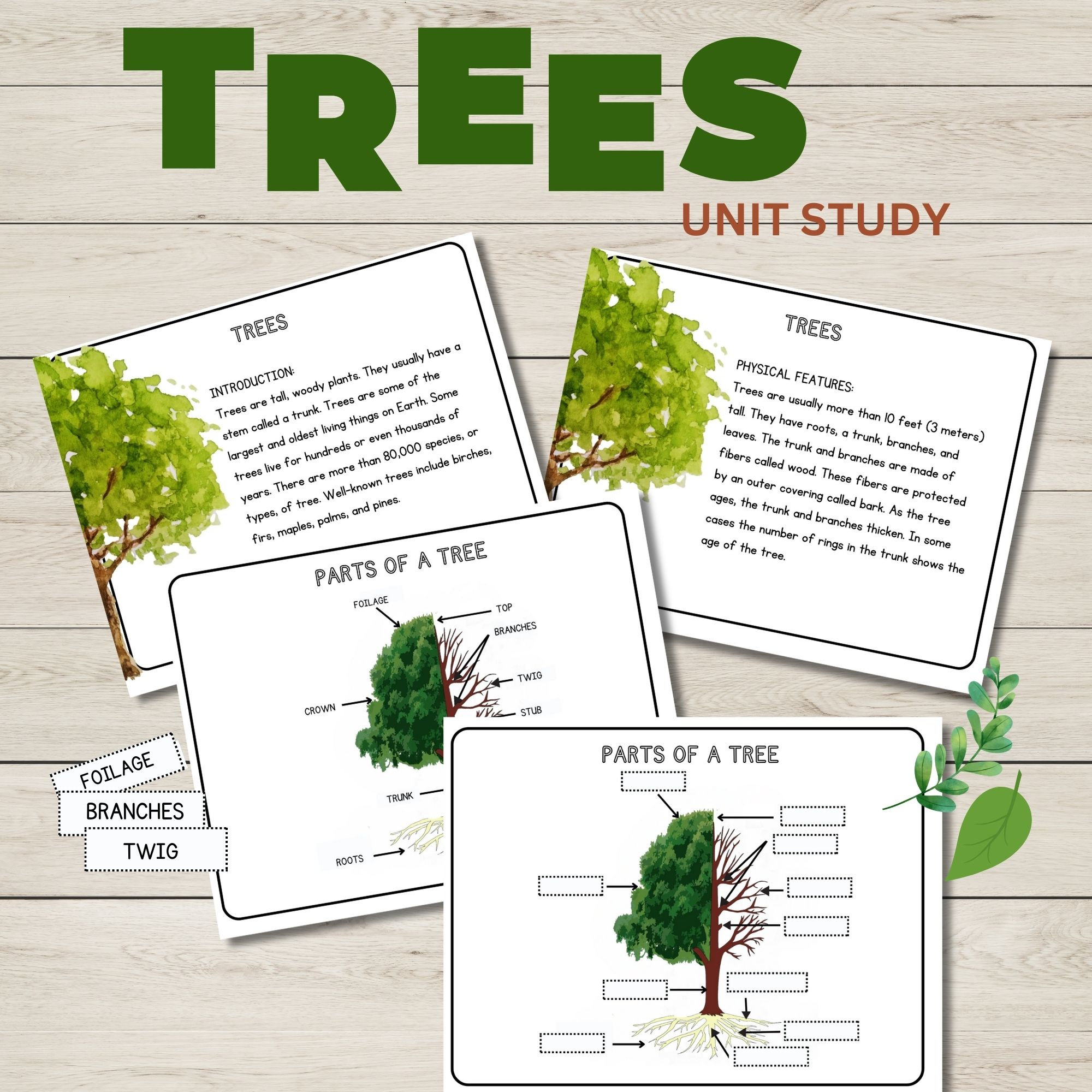 Tree Unit Study Bundle Charlotte Mason Nature Study Anatomy of a Trunk ...