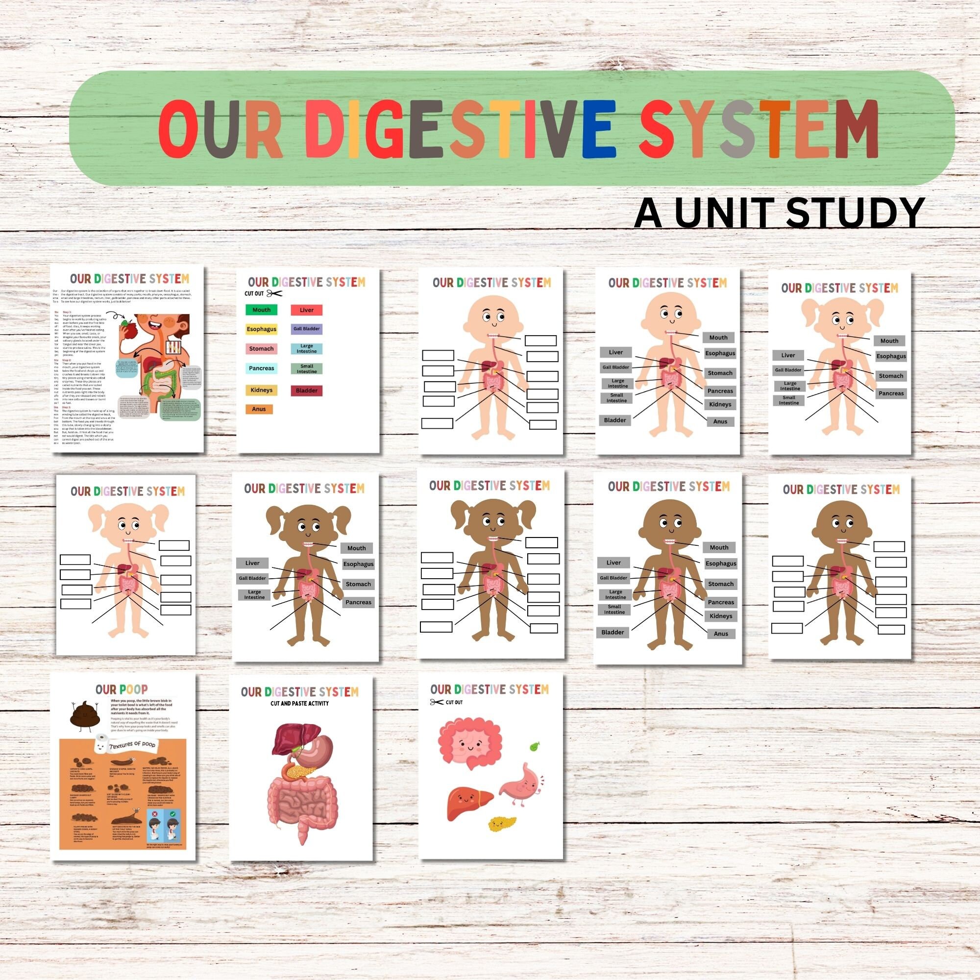 Human Digestive System Anatomy Bundle, About Me Homeschool Curriculum ...