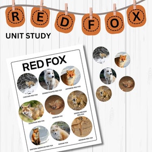 Red Fox Unit Study Homeschool Fall Activities Red Fox Anatomy & Life ...