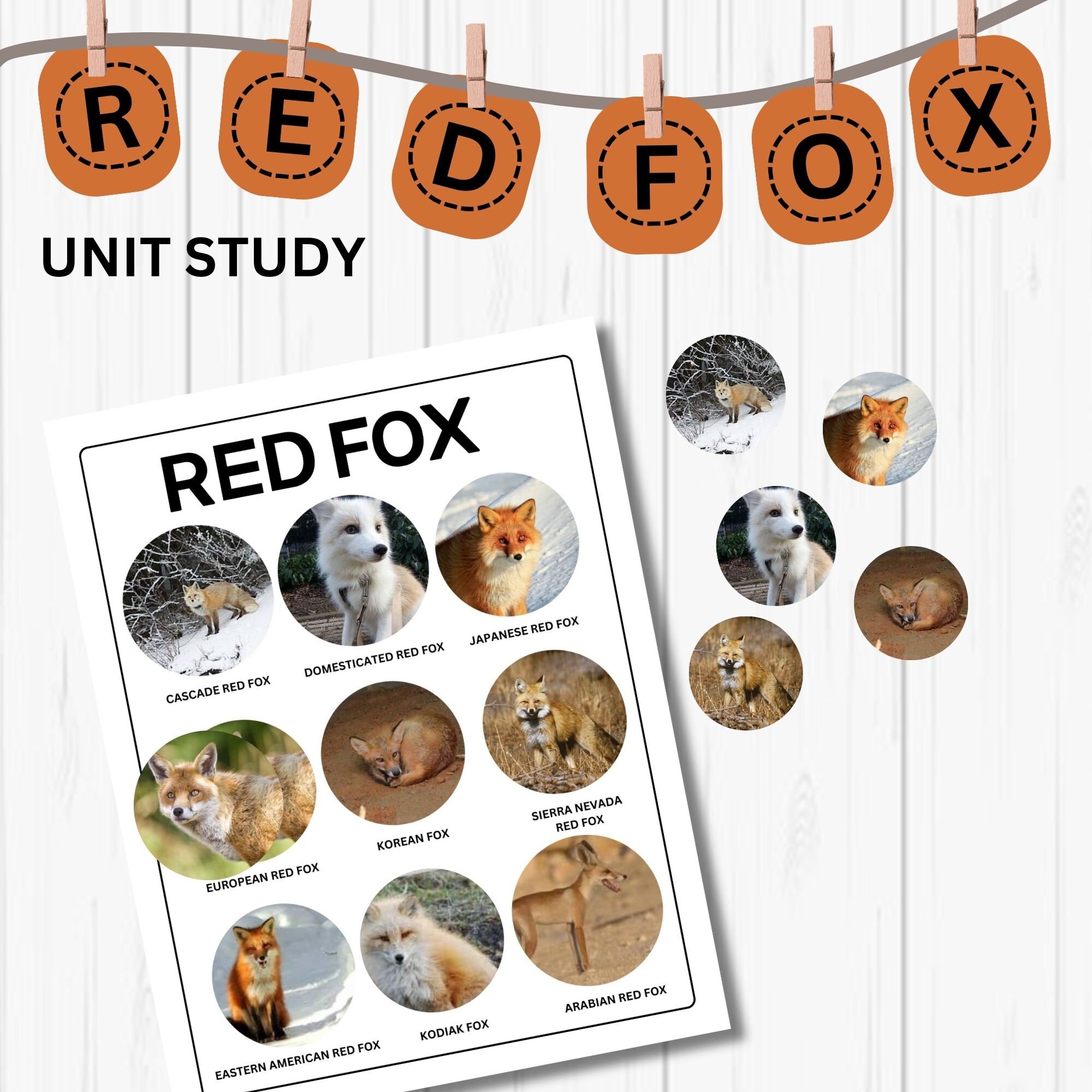 Red Fox Unit Study Homeschool Fall Activities Red Fox Anatomy & Life ...