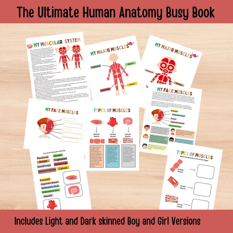 Human Anatomy Busy Book Printable Preschool Worksheets Homeschool ...
