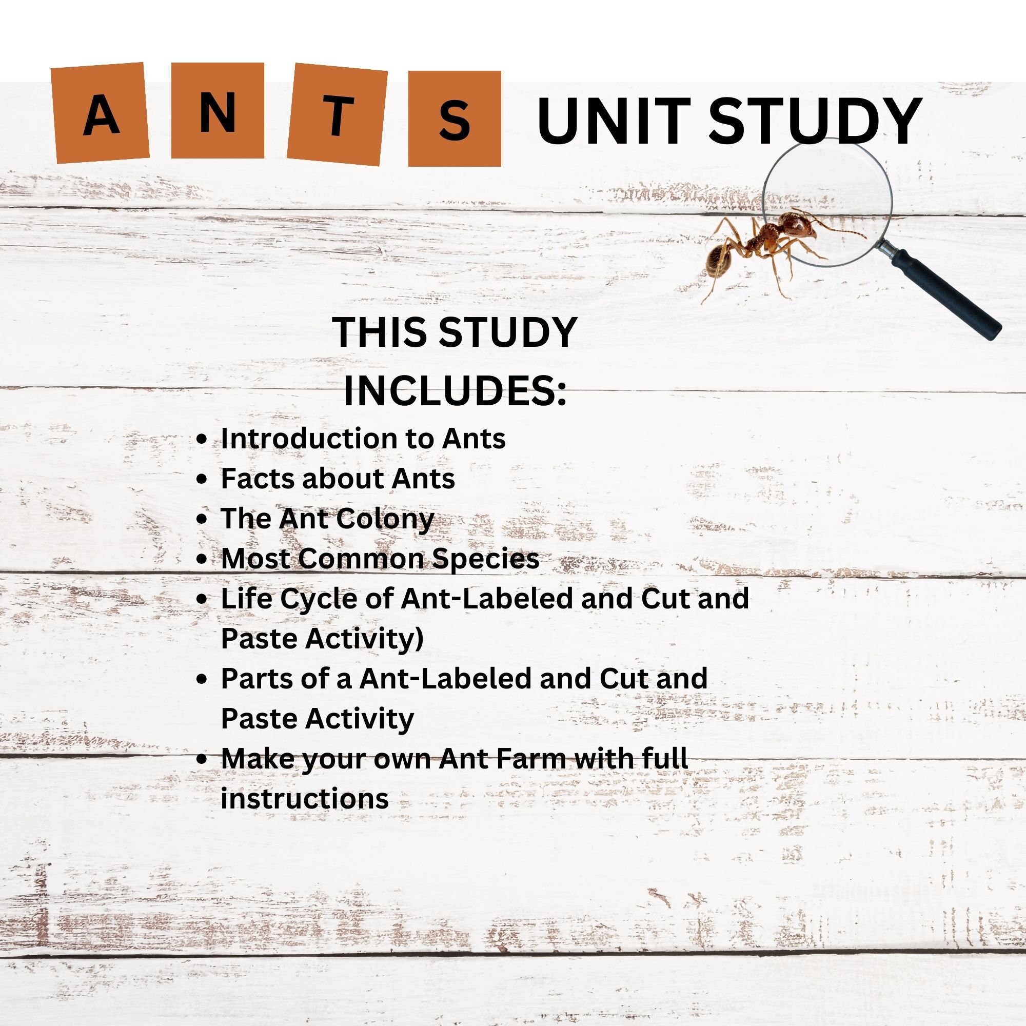 Ant Nature Study Bundle Charlotte Mason Ant Colony Learning Materials ...