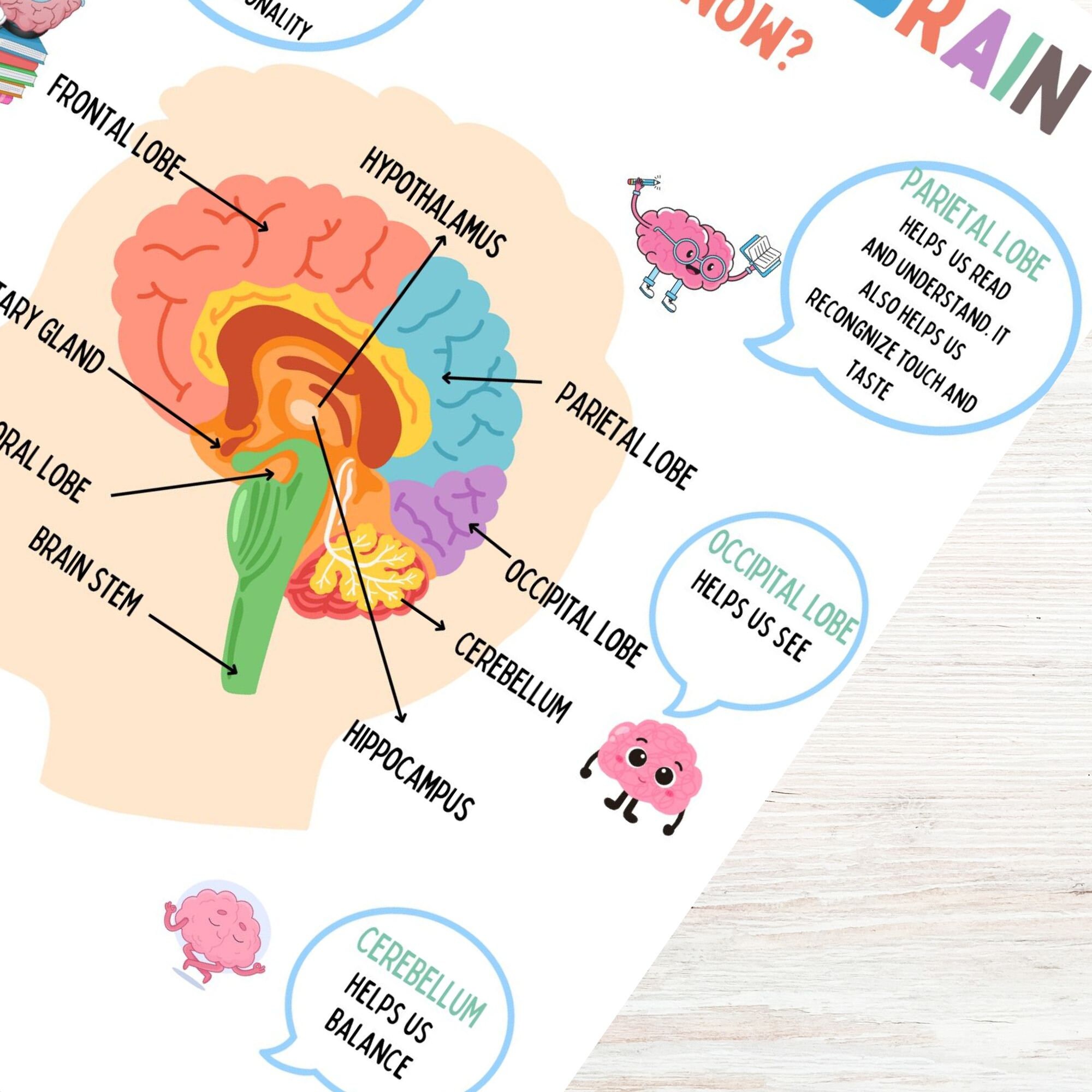 Homeschool Printable Bundle Brain Anatomy Worksheets Science Prints ...