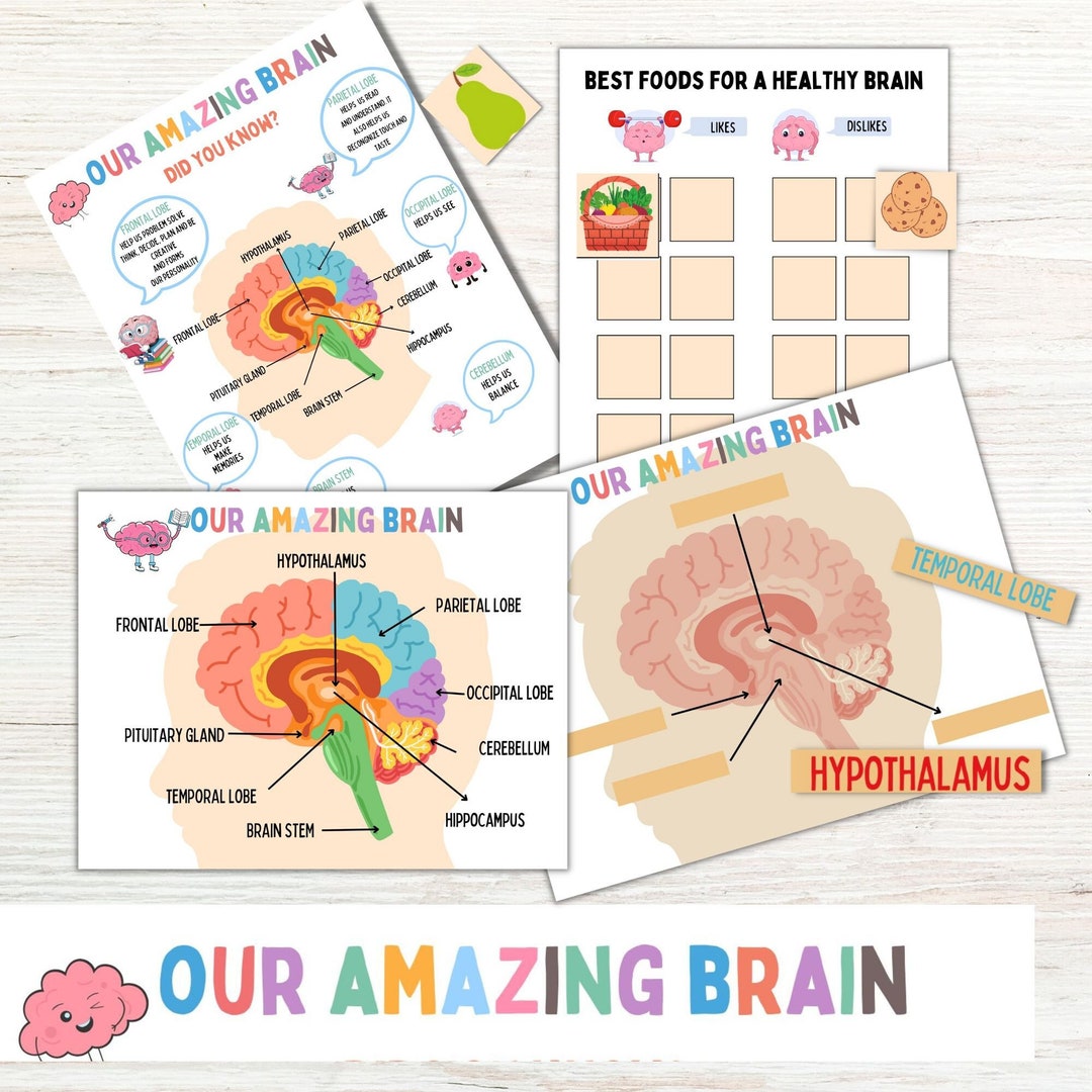 Homeschool Printable Bundle Brain Anatomy Worksheets Science Prints ...