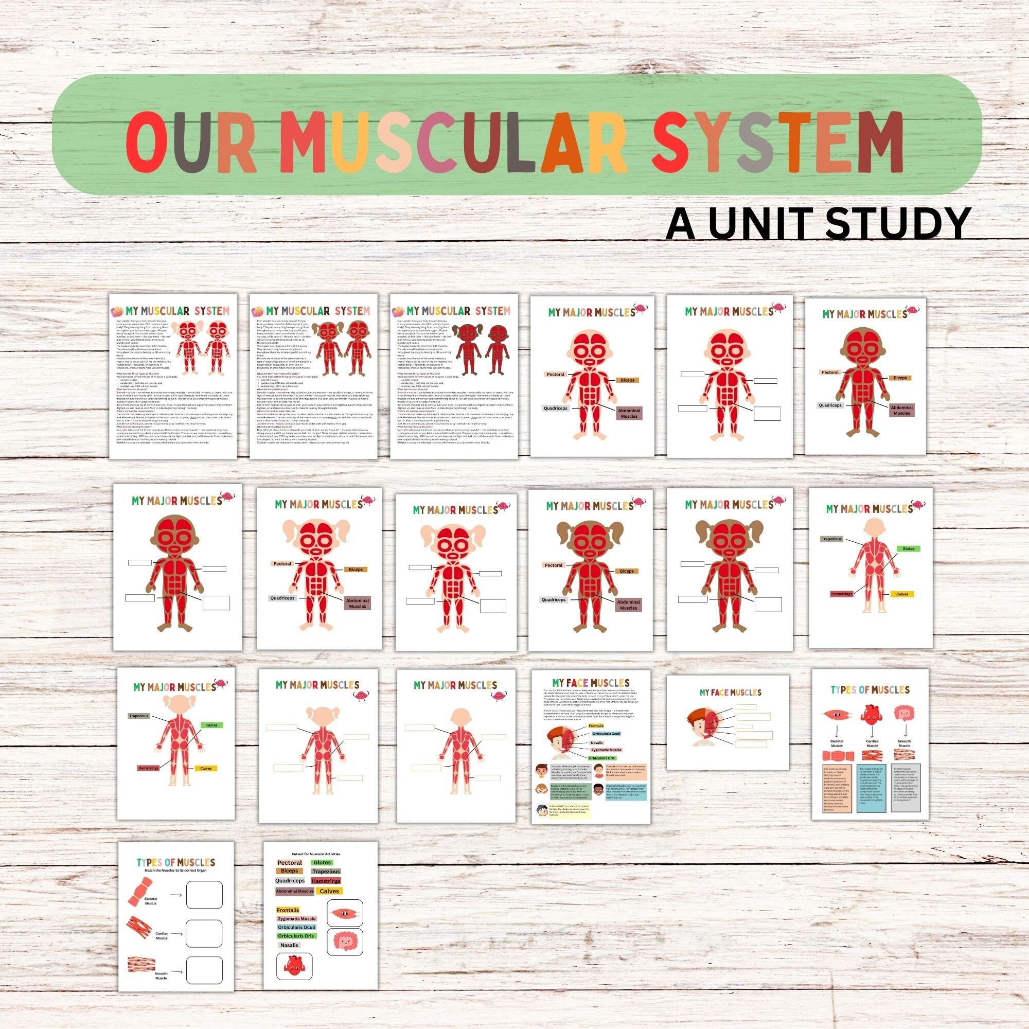 Muscular System Learning Bundle Human Anatomy Activity About Me Toddler ...