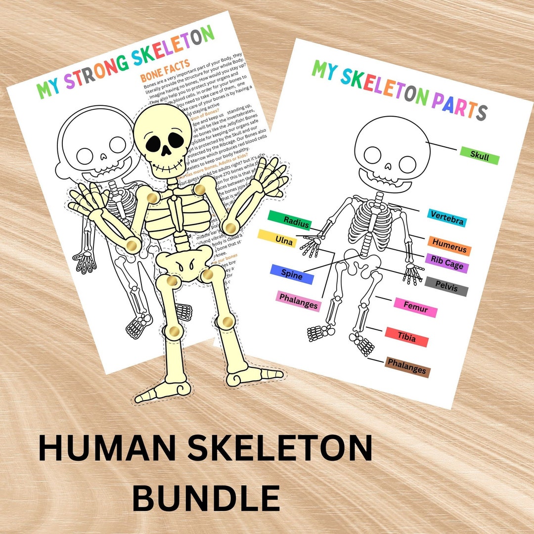 Human Skeleton Anatomy Busy Book Skeleton Study Printable Kids Learning ...