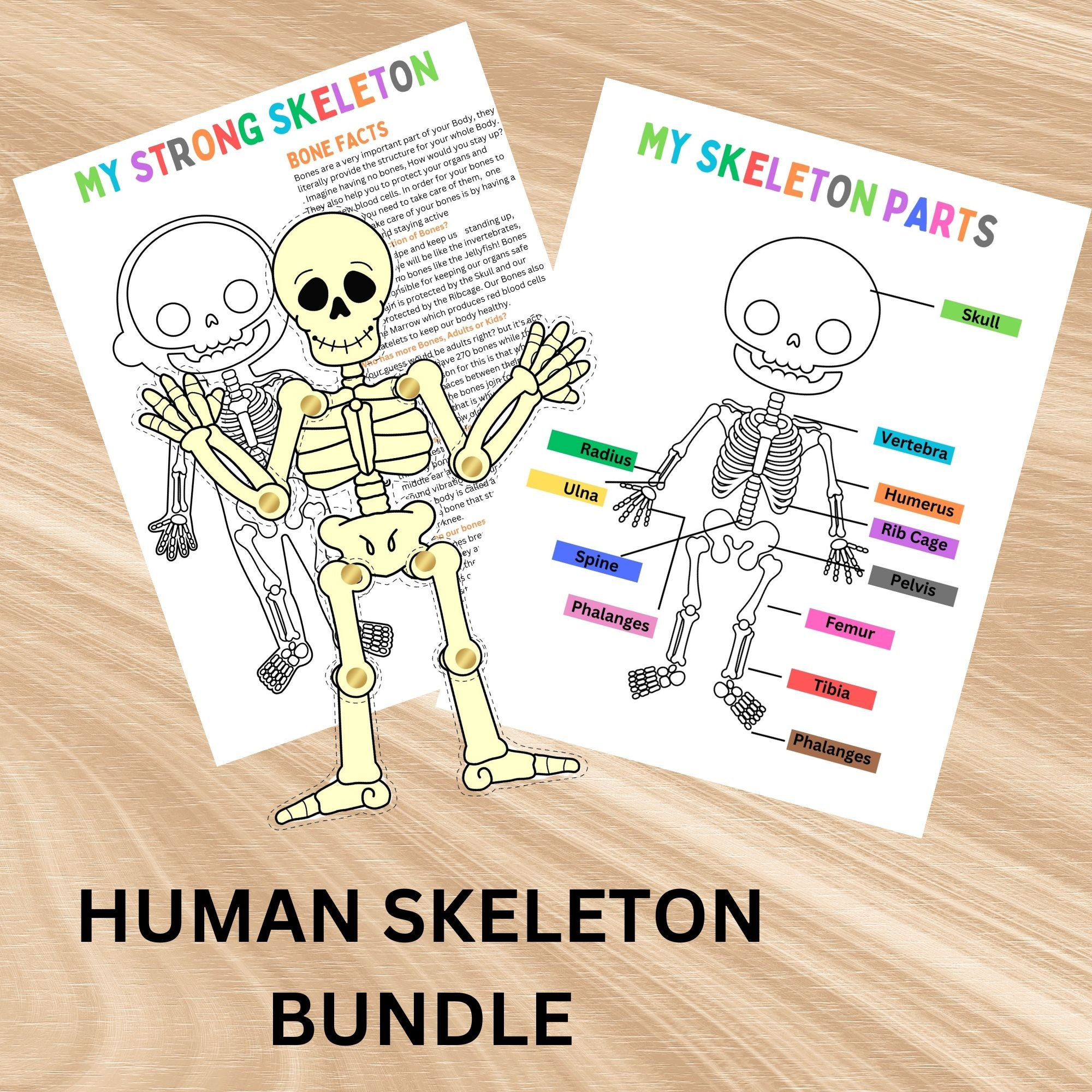 Human Skeleton Anatomy Busy Book Skeleton Study Printable Kids Learning ...