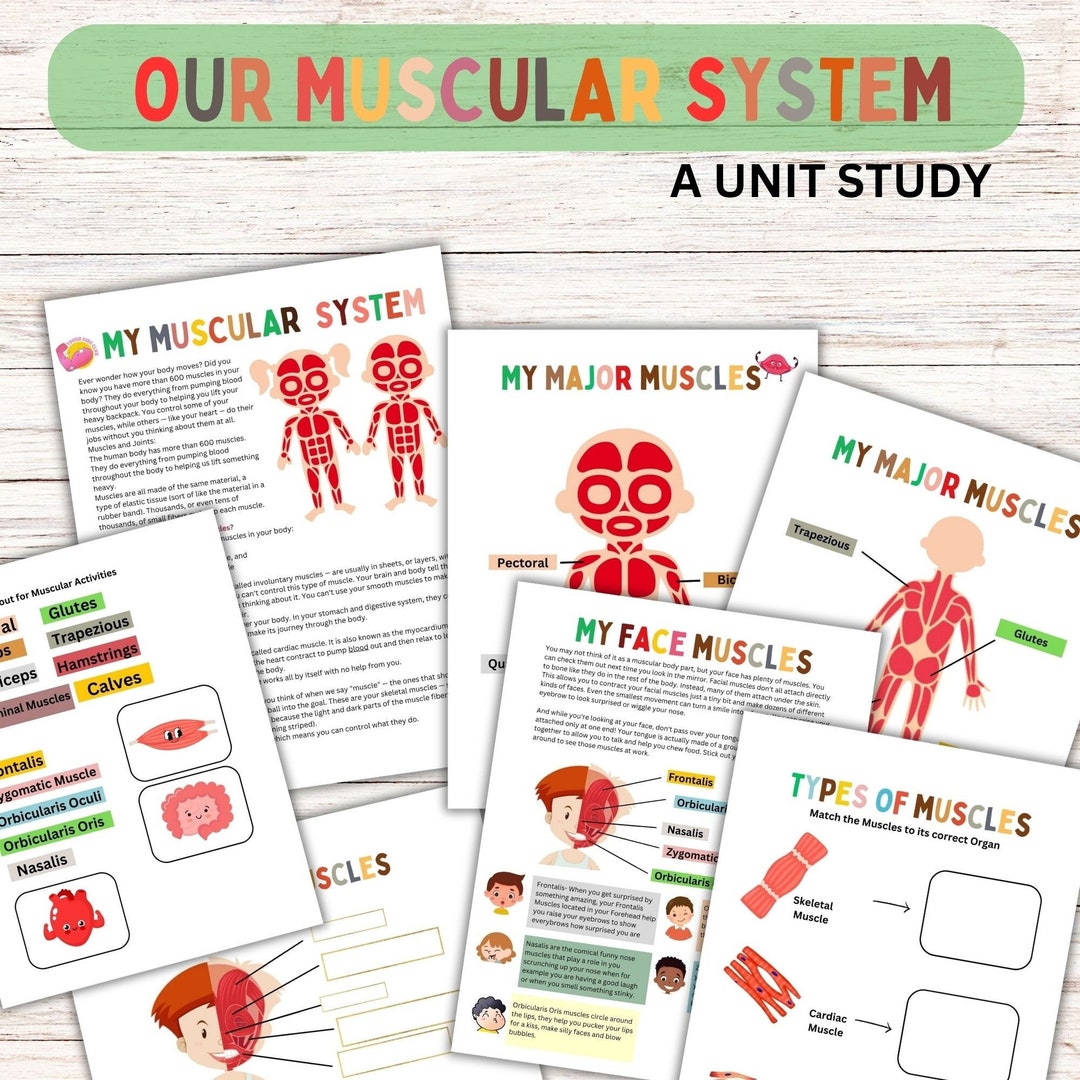 Muscular System Learning Bundle Human Anatomy Activity About Me Toddler ...