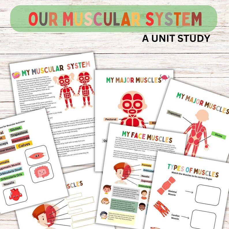 Muscular System Learning Bundle Human Anatomy Activity About Me Toddler ...