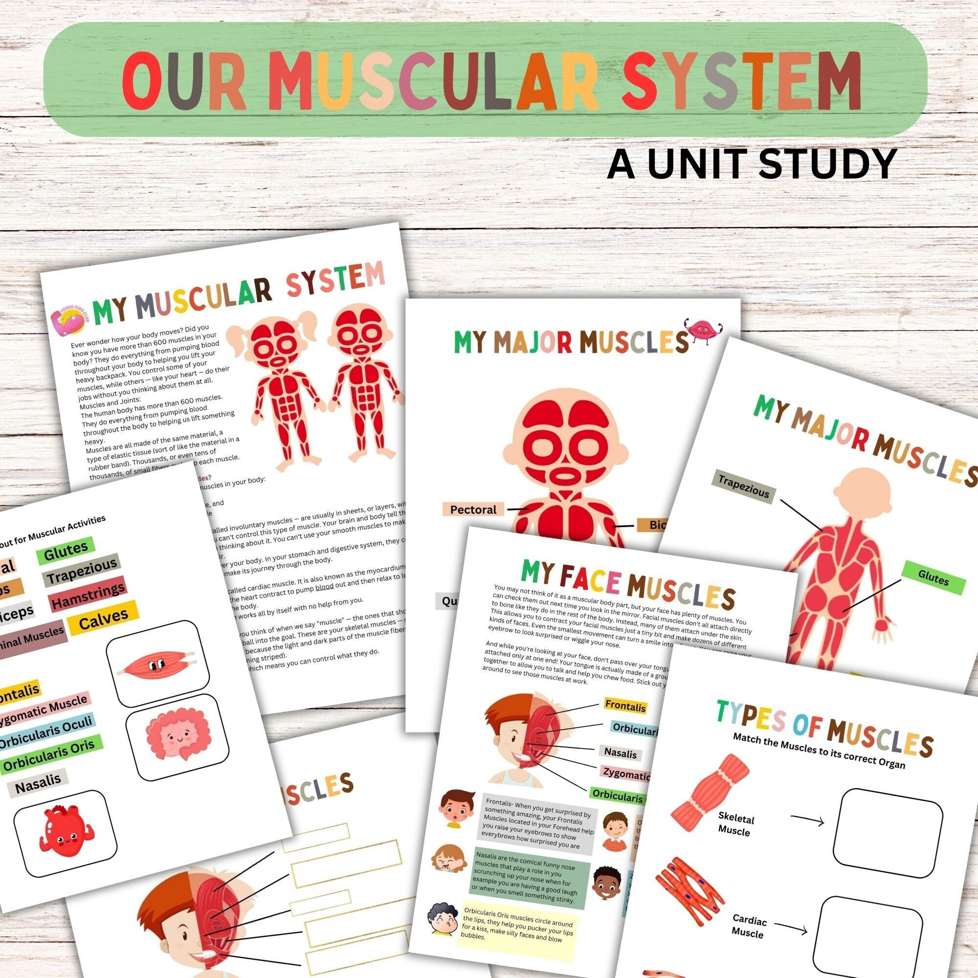 Muscular System Learning Bundle Human Anatomy Activity About Me Toddler ...