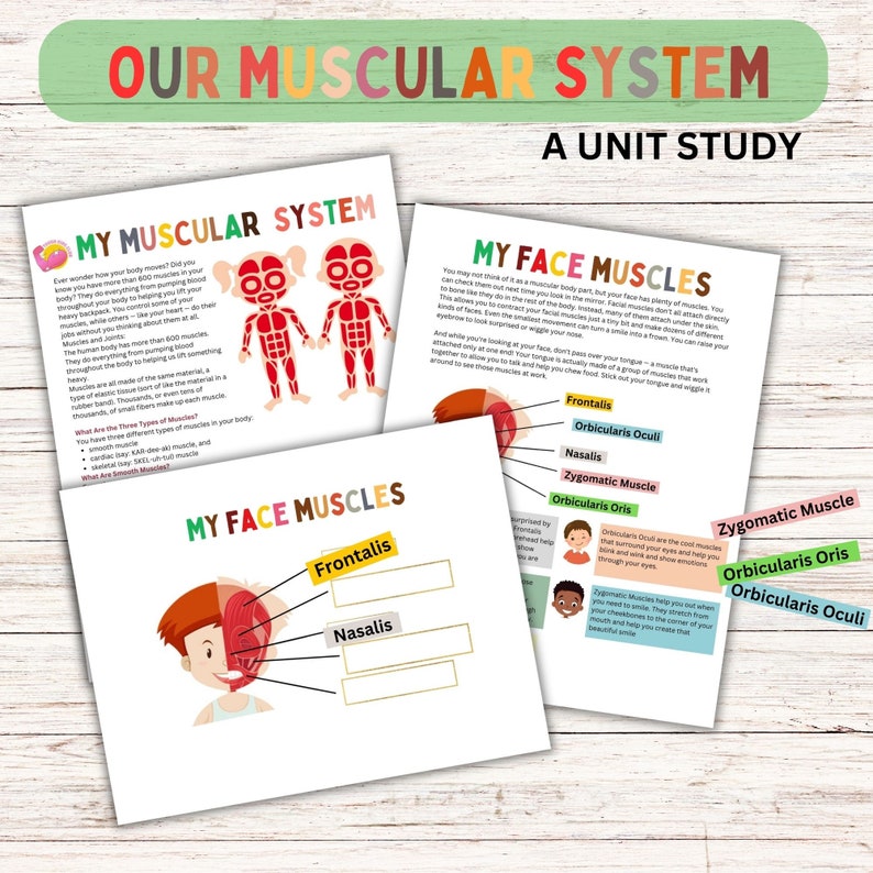 Muscular System Learning Bundle Human Anatomy Activity About Me Toddler ...