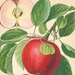 Pomology - "the Science of Fruit Growing"- Large Collection, 320 ...