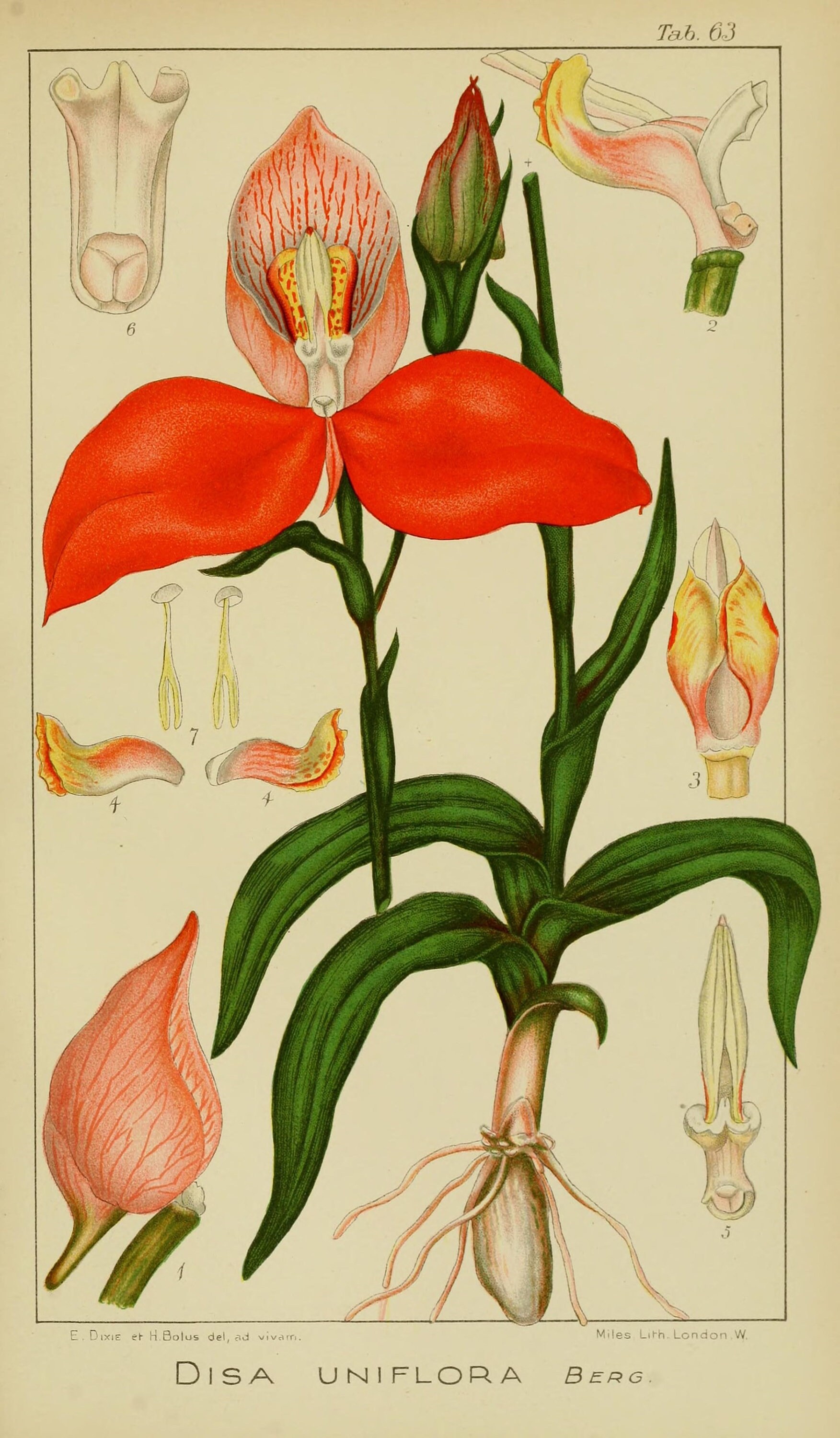 500 Orchids Collection 1 - 500 Vintage Botanical Print Orchid ...
