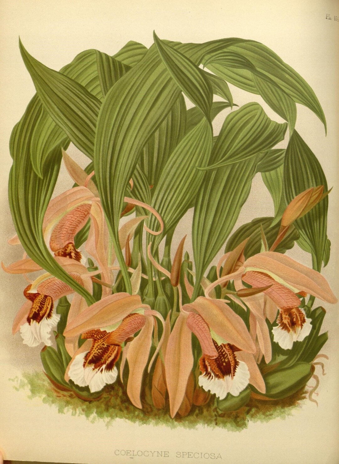 500 Orchids Collection 1 - 500 Vintage Botanical Print Orchid ...