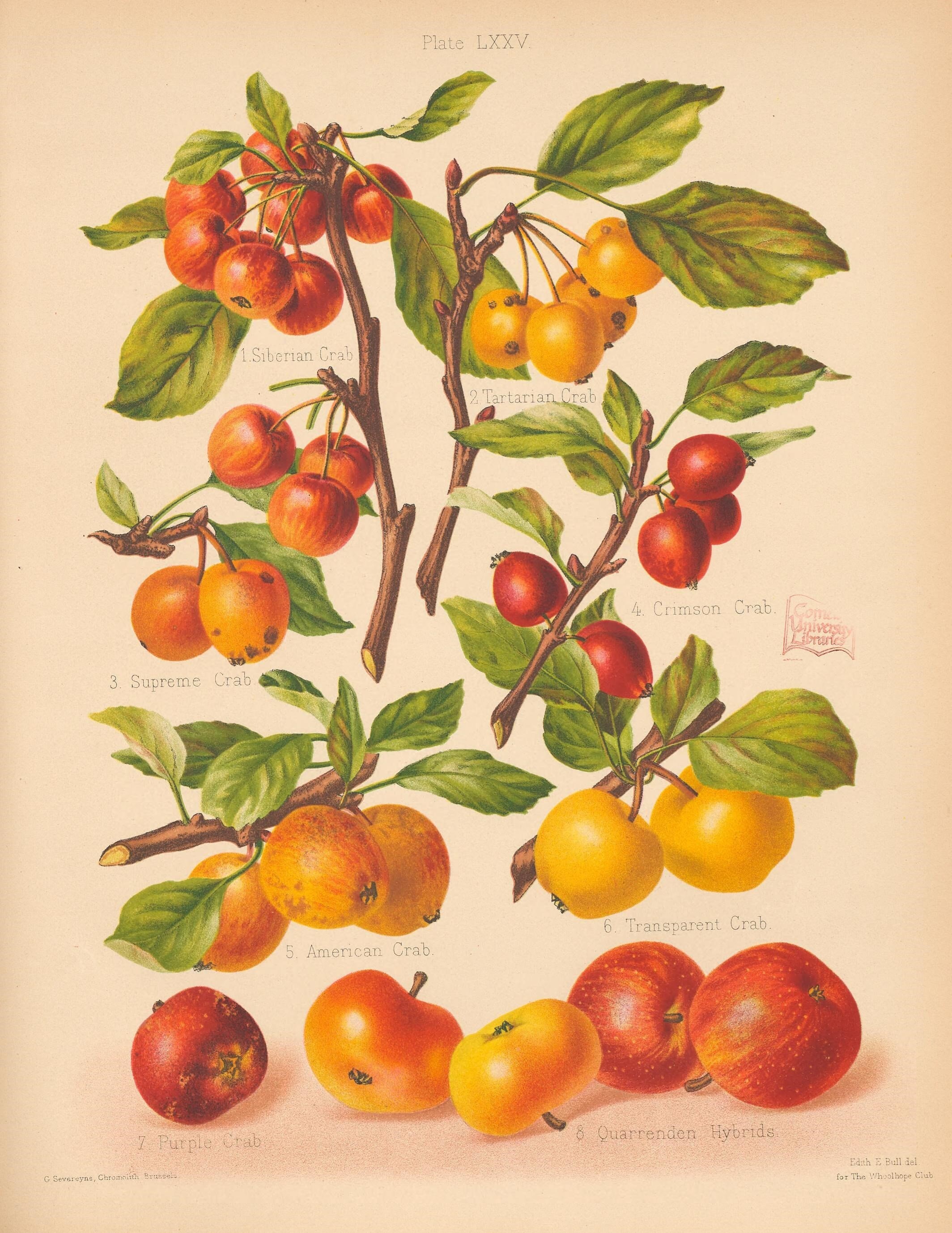 Pomology - "the Science of Fruit Growing"- Large Collection, 320 ...