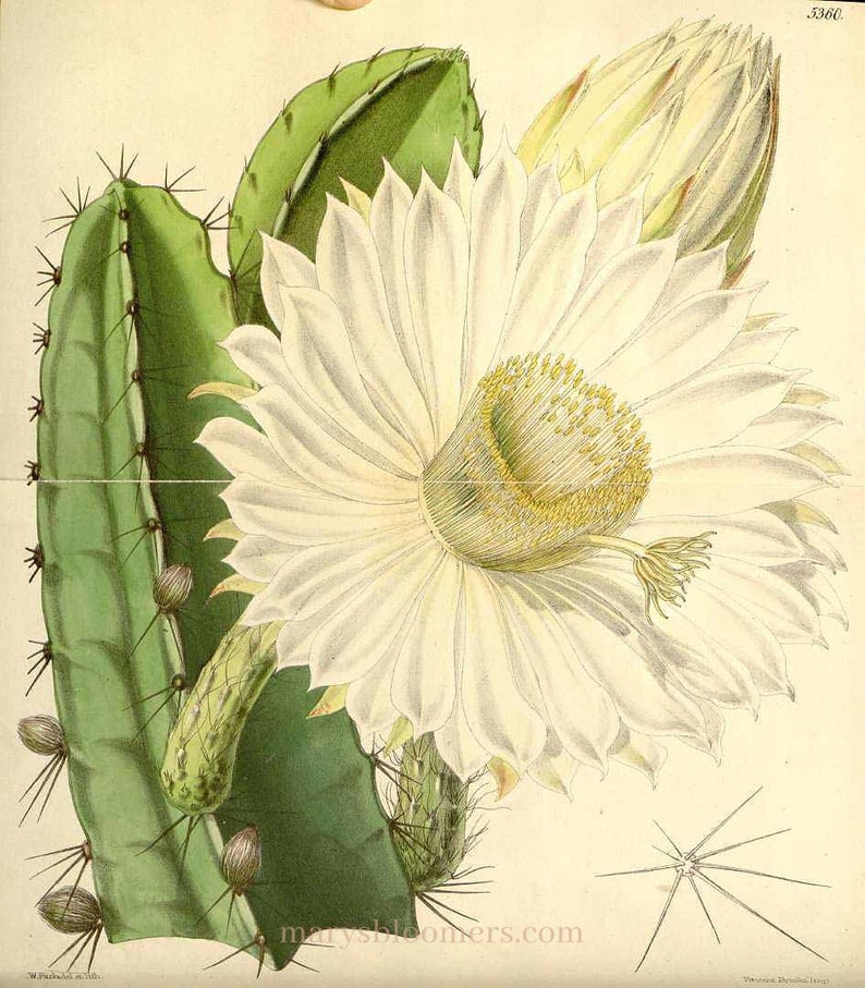 70 Vintage Botanical Illustrations of Cacti and Succulents - Derived ...