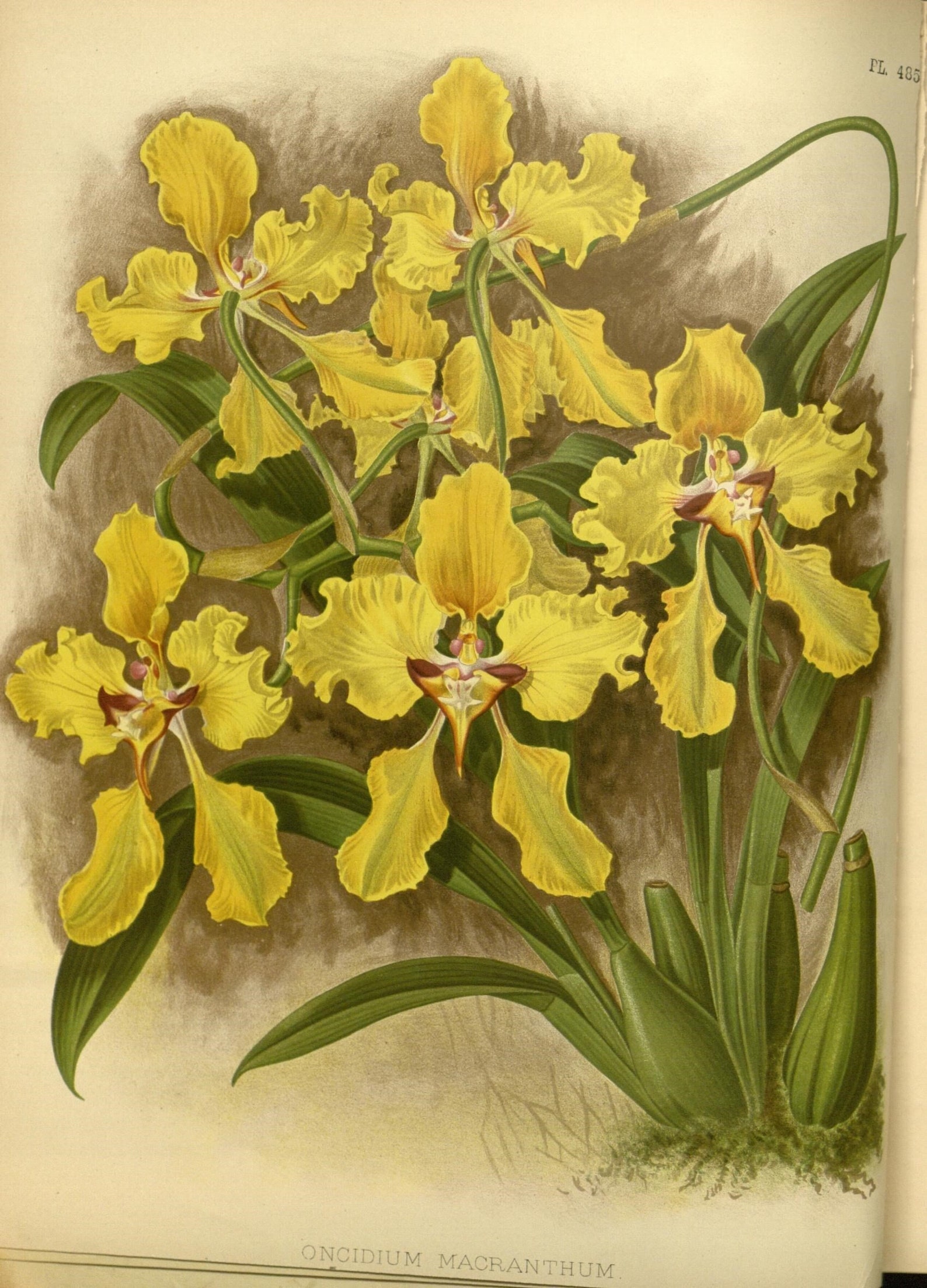 500 Orchids Collection 2 - 500 Vintage Botanical Print Orchid ...
