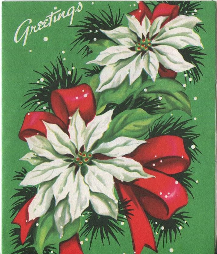 Curated Collection the Christmas Flower 100 Vintage Poinsettia ...