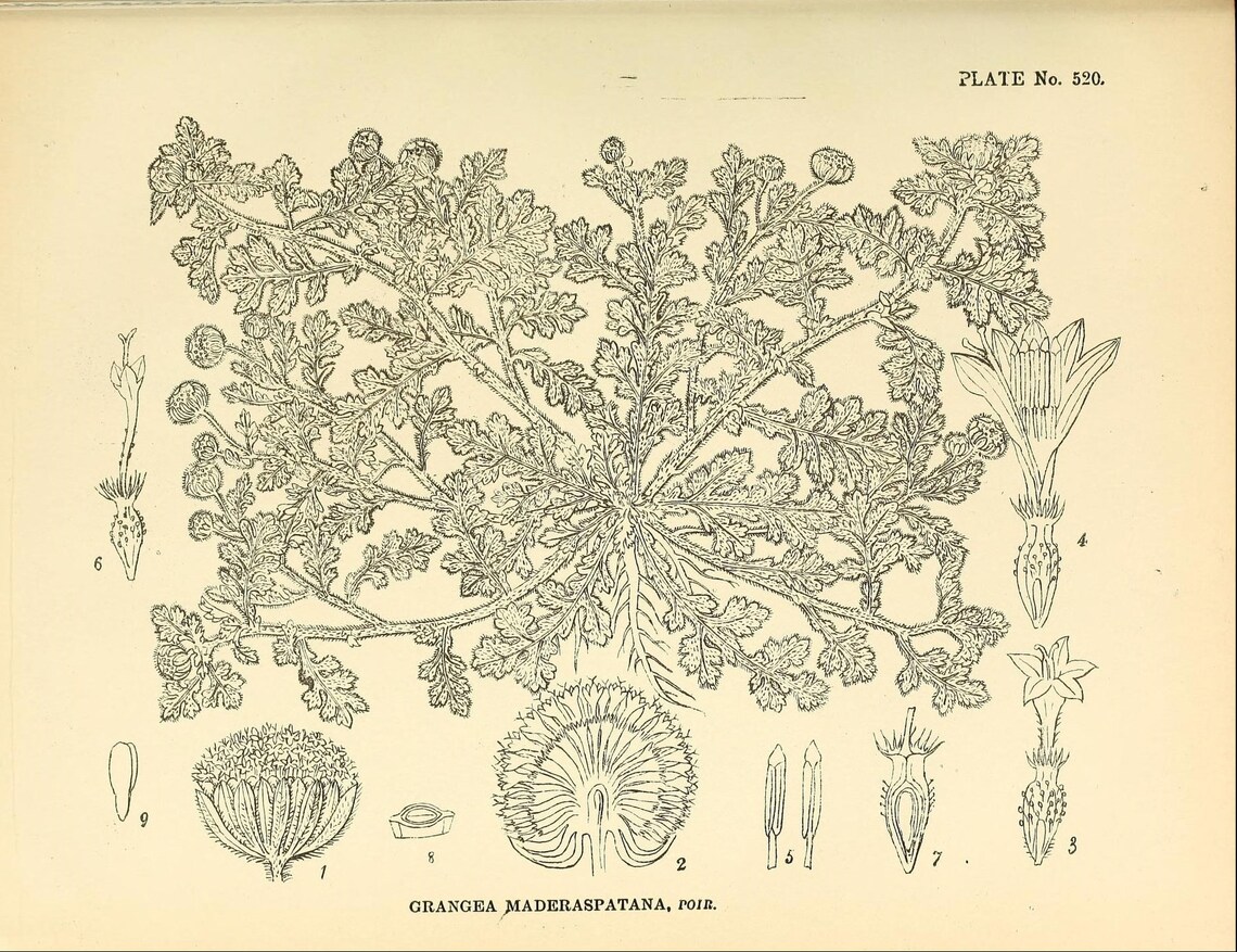 Ayurveda - 400 Botanical Illustrations of Indian Medicinal Plants Used ...