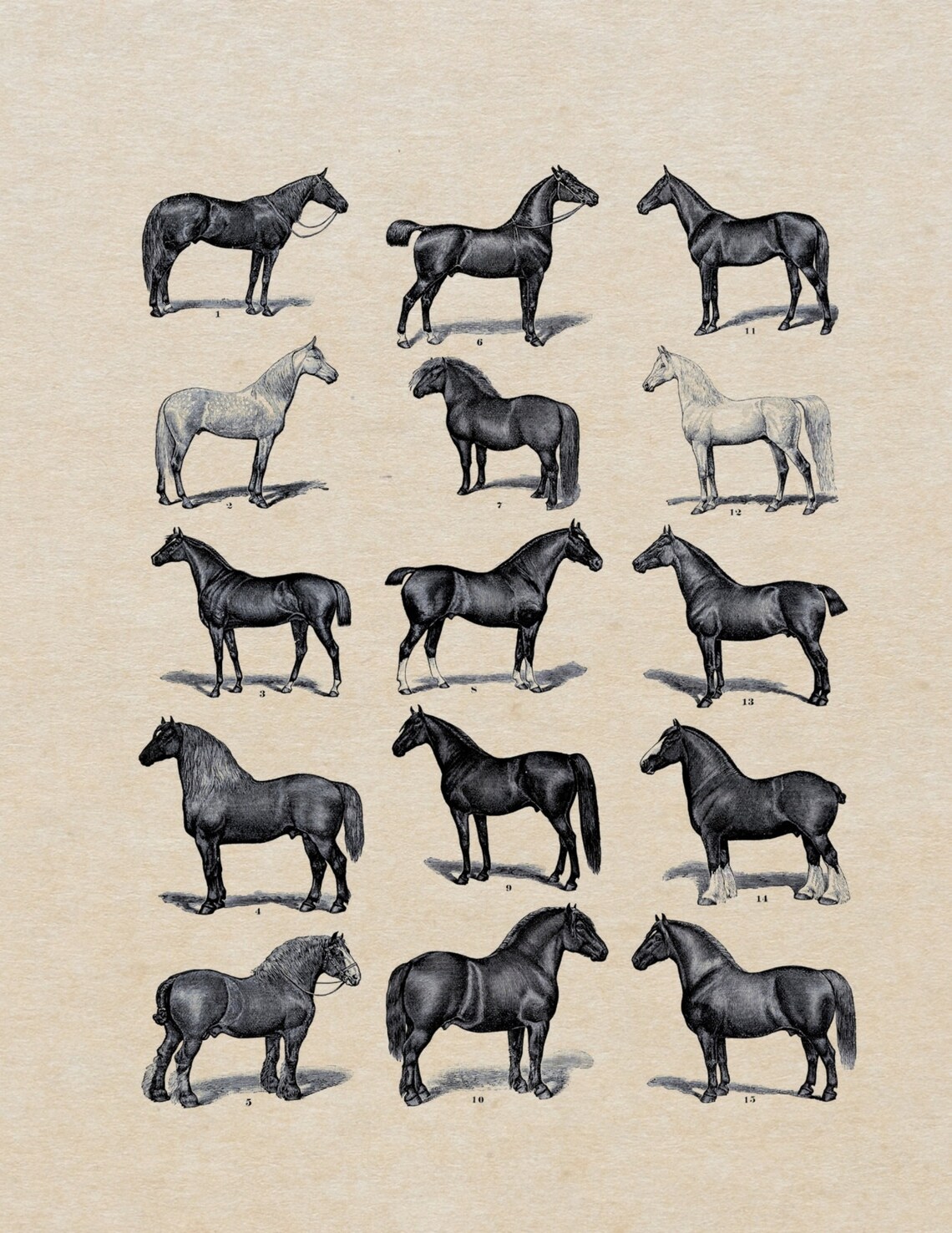 Equine Art 130 Beautiful Vintage Illustrations and Paintings of Horses ...