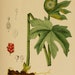 175 Vintage Botanical Illustrations - American Native Medicinal Plants ...