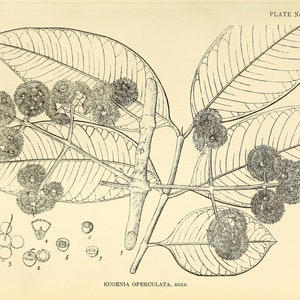 Ayurveda - 400 Botanical Illustrations of Indian Medicinal Plants Used ...
