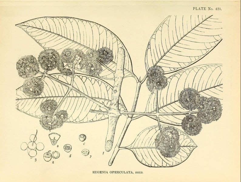 Ayurveda - 400 Botanical Illustrations of Indian Medicinal Plants Used ...