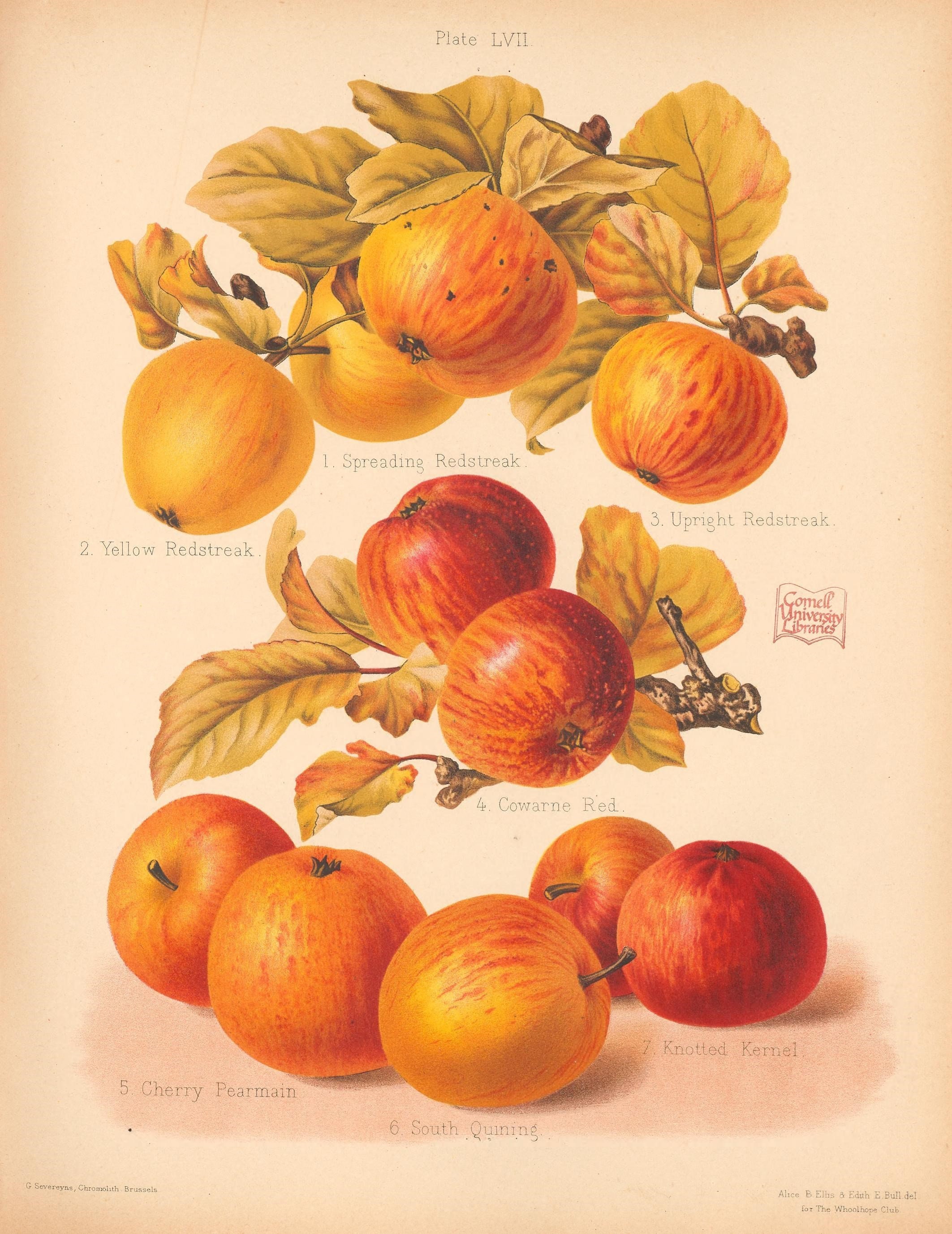 Pomology - "the Science of Fruit Growing"- Large Collection, 320 ...