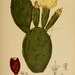 175 Vintage Botanical Illustrations - American Native Medicinal Plants ...