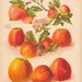 Pomology - "the Science of Fruit Growing"- Large Collection, 320 ...