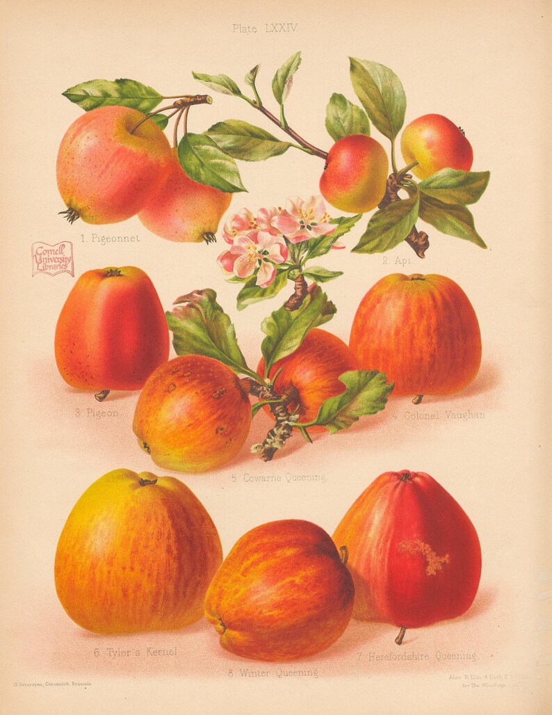 Pomology - "the Science of Fruit Growing"- Large Collection, 320 ...