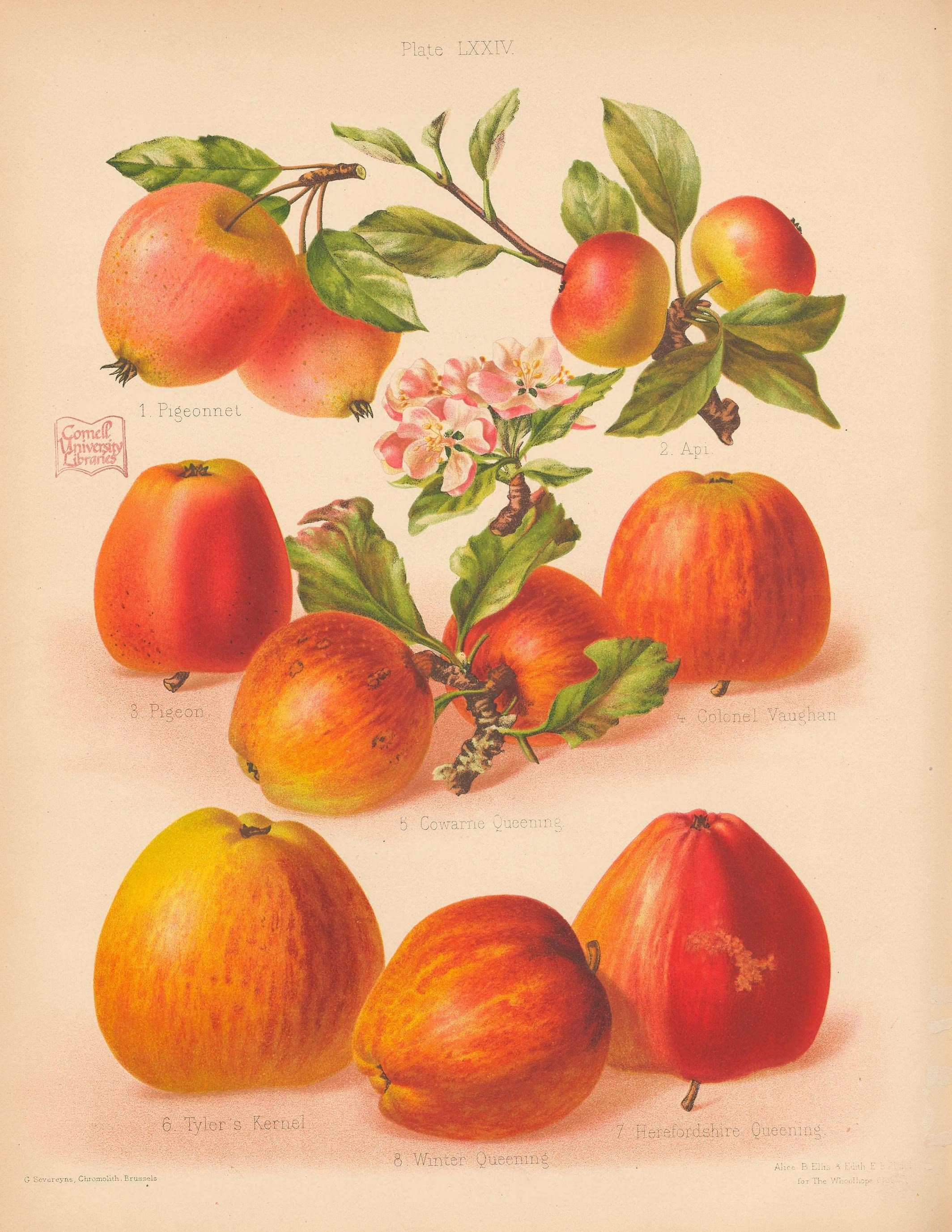 Pomology - "the Science of Fruit Growing"- Large Collection, 320 ...