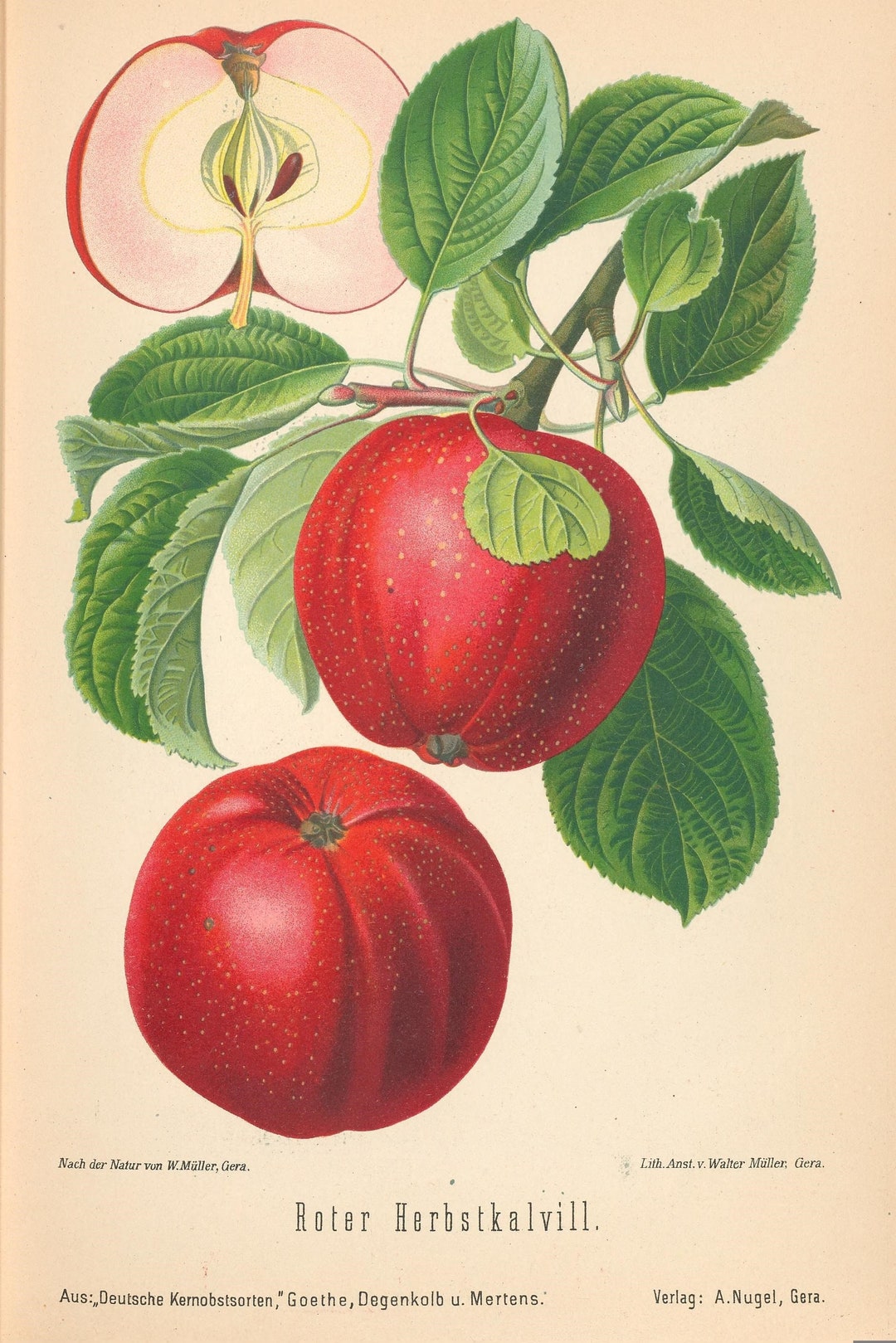 Pomology - "the Science of Fruit Growing"- Large Collection, 320 ...