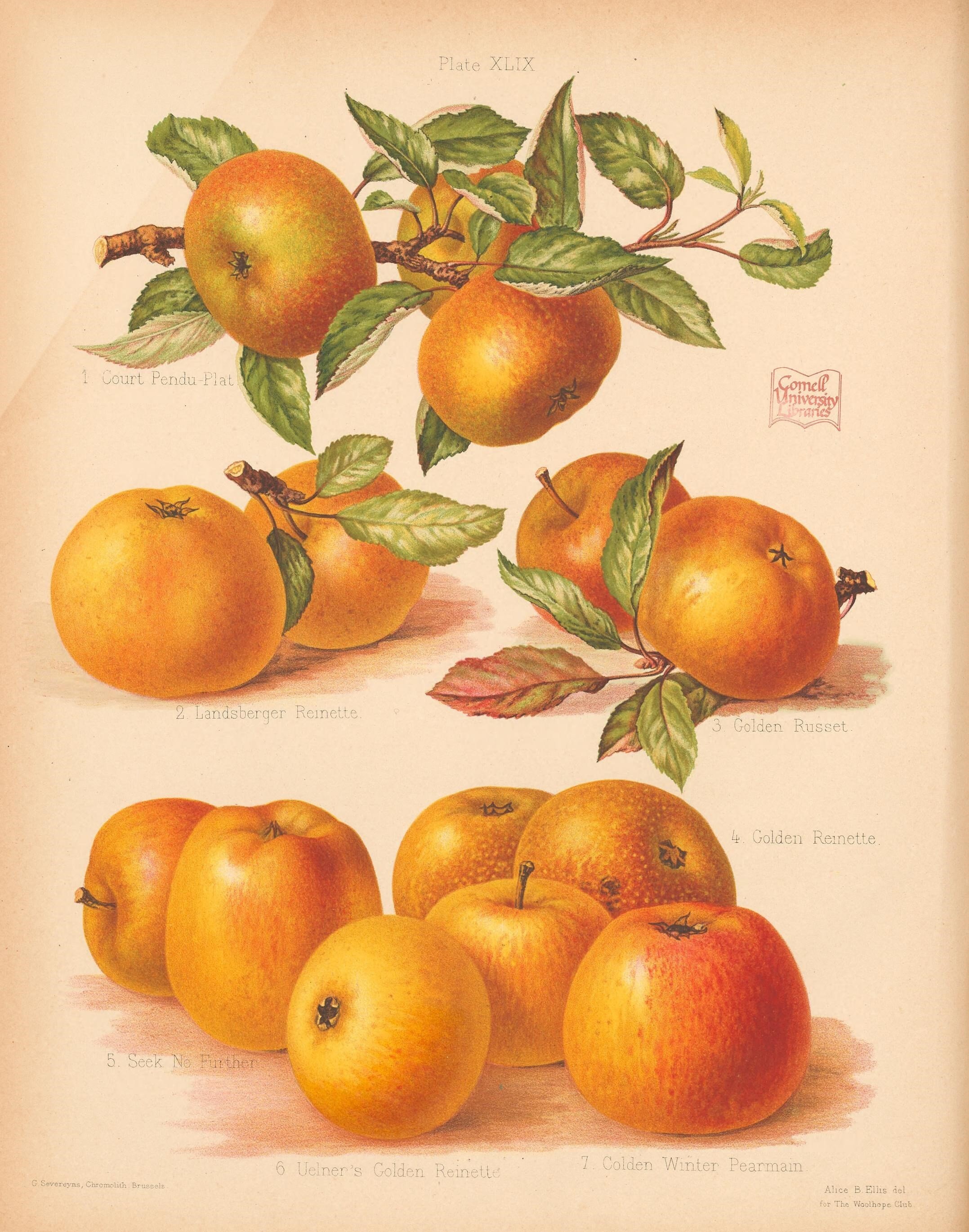 Pomology - "the Science of Fruit Growing"- Large Collection, 320 ...