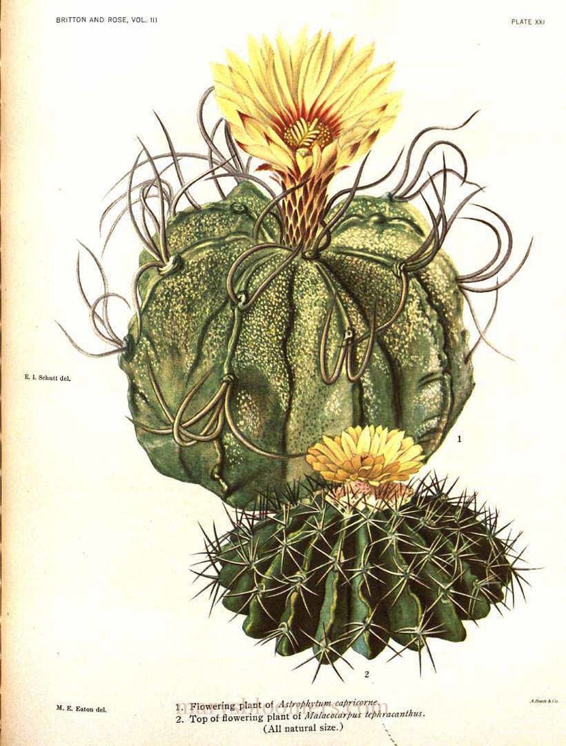 70 Vintage Botanical Illustrations of Cacti and Succulents - Derived ...