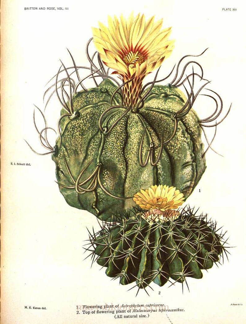 70 Vintage Botanical Illustrations of Cacti and Succulents - Derived ...