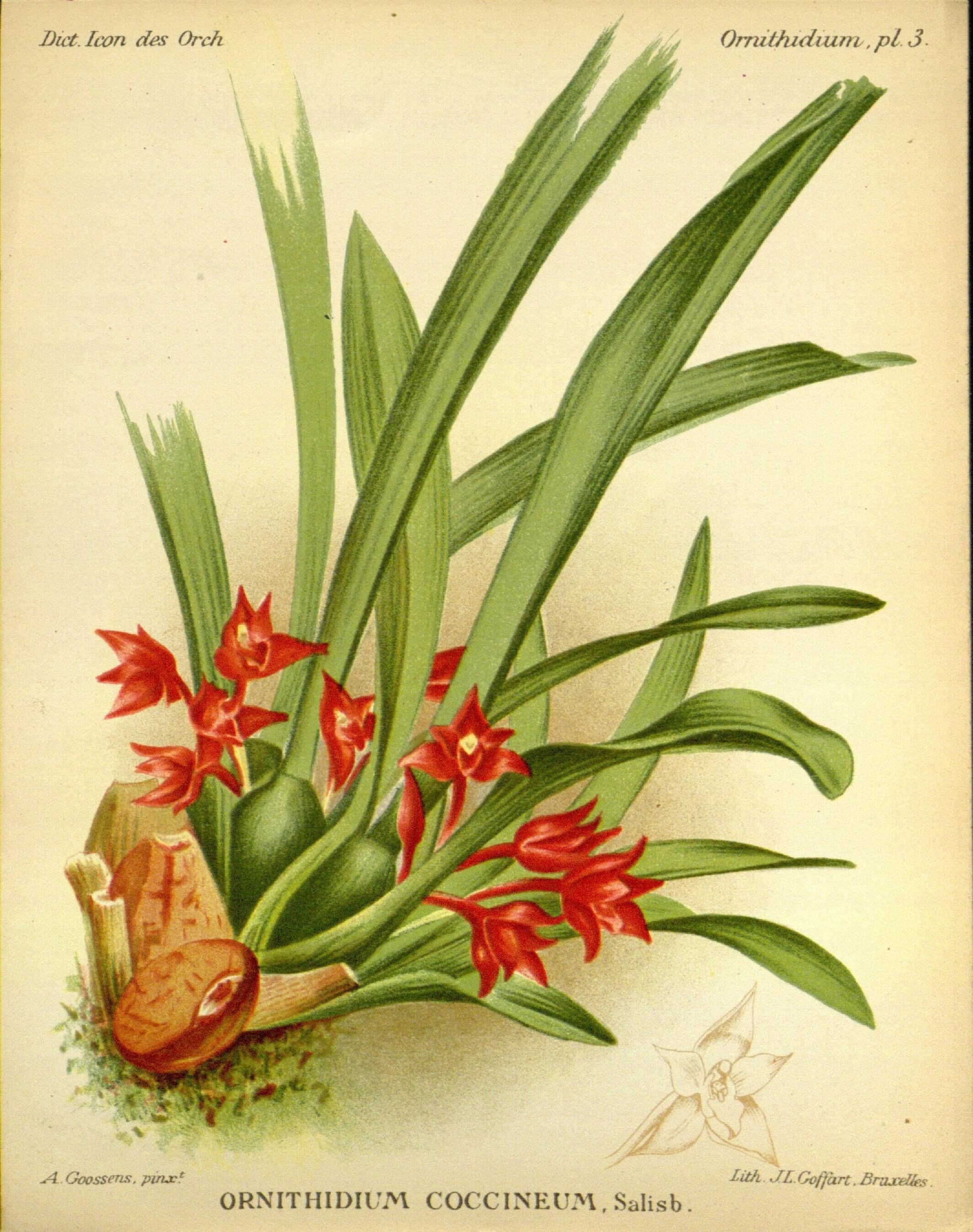 500 Orchids Collection 2 - 500 Vintage Botanical Print Orchid ...