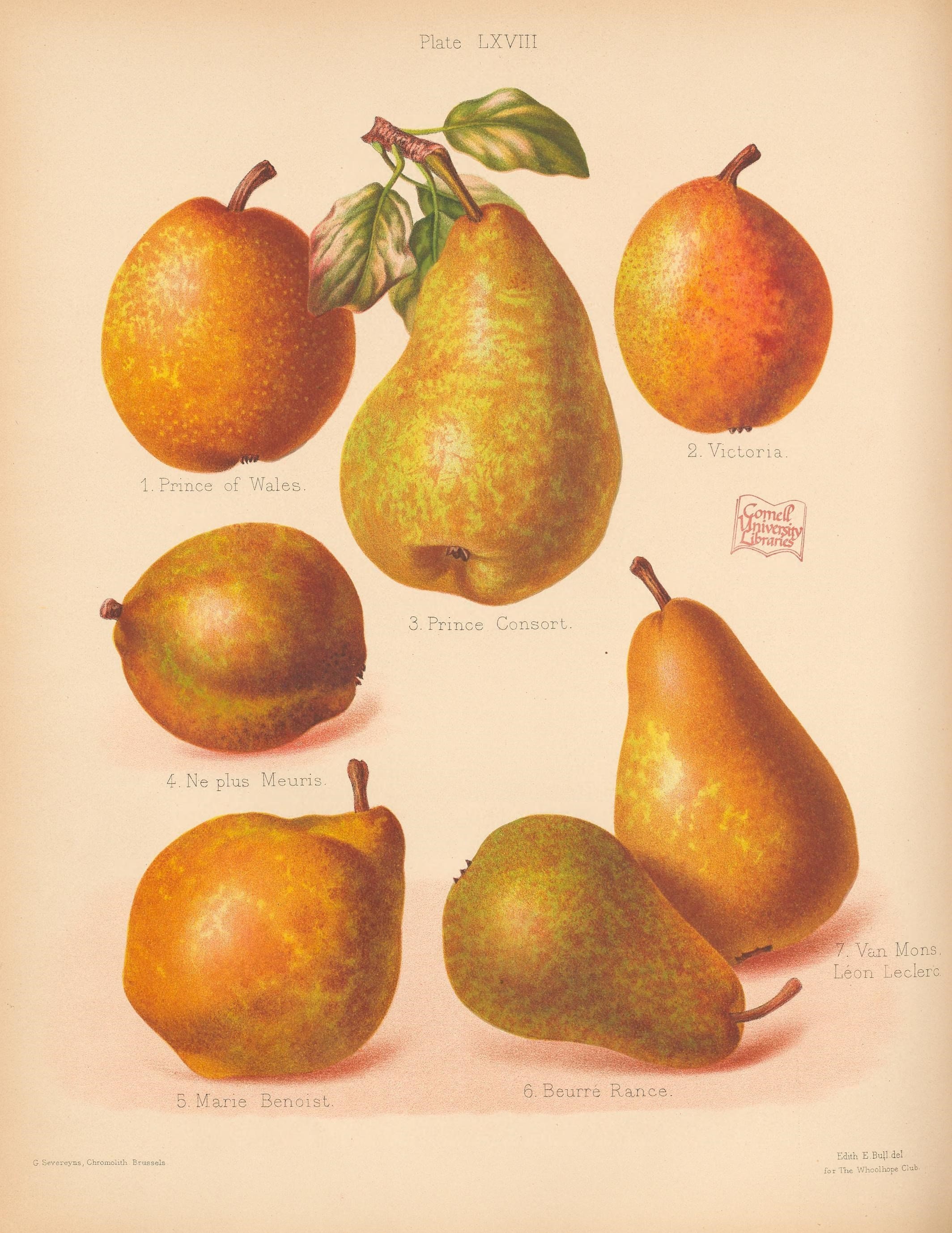 Pomology - "the Science of Fruit Growing"- Large Collection, 320 ...