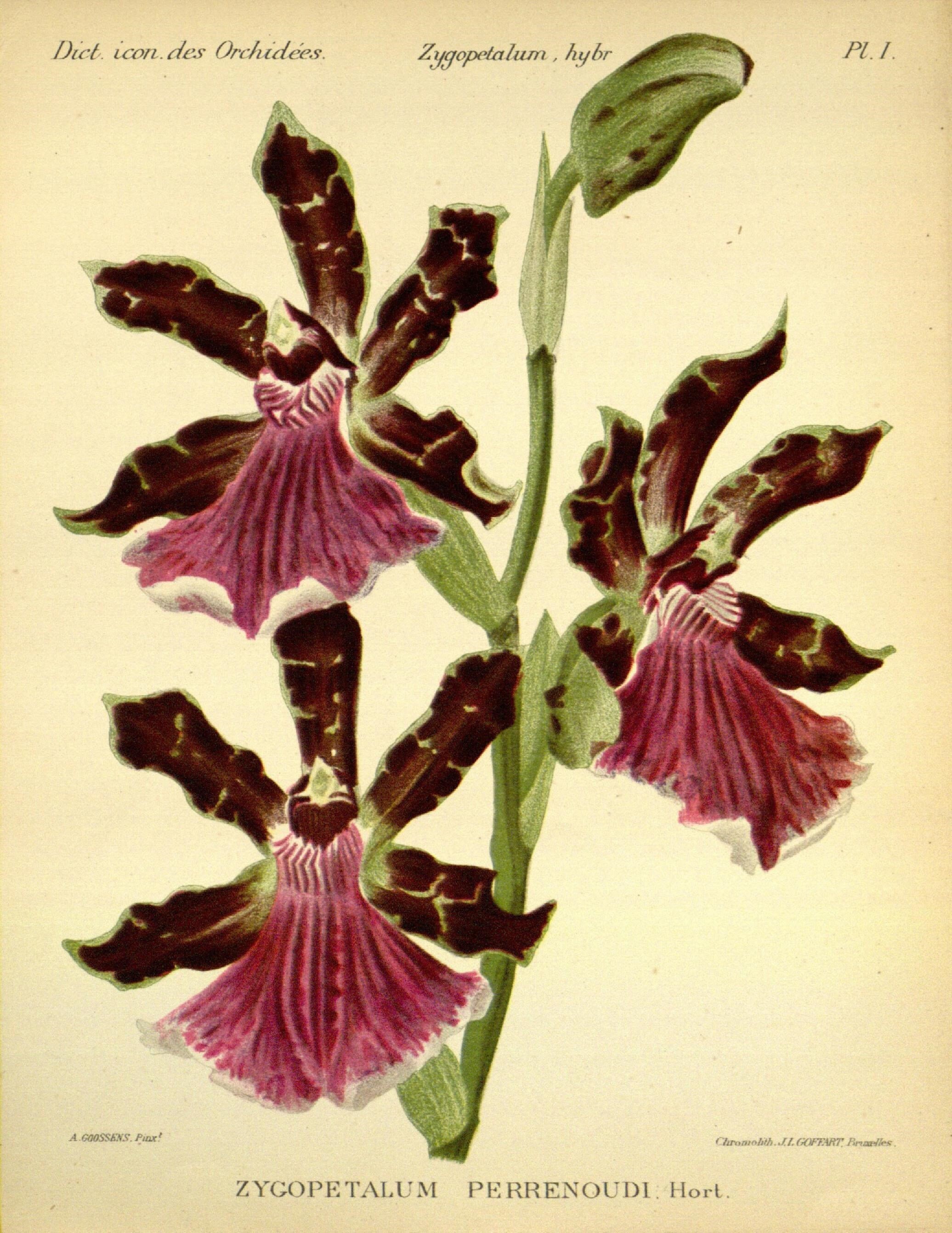 500 Orchids Collection 1 - 500 Vintage Botanical Print Orchid ...